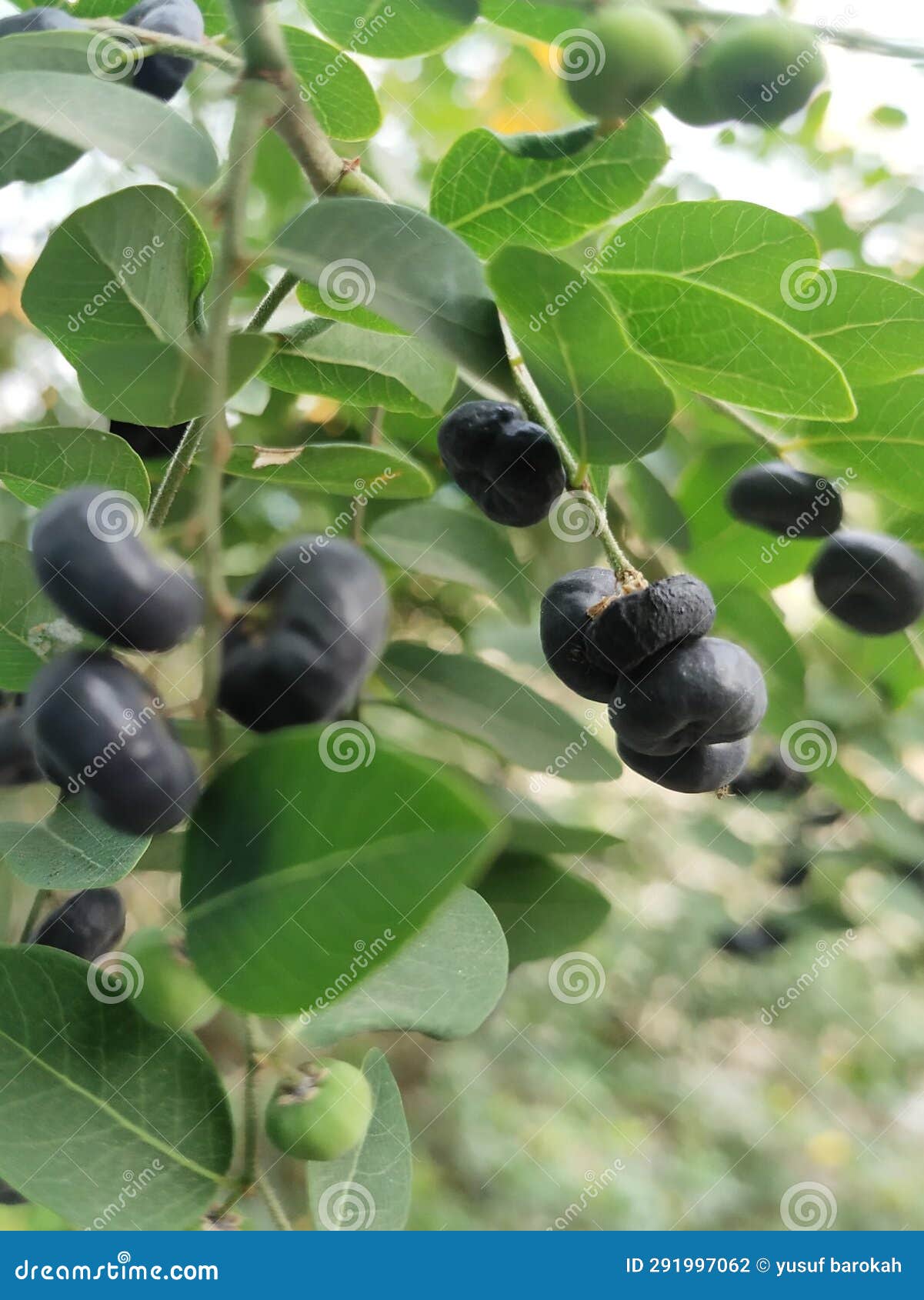 Poisonous grapes small stock photo. Image of smole, poisonous - 291997062