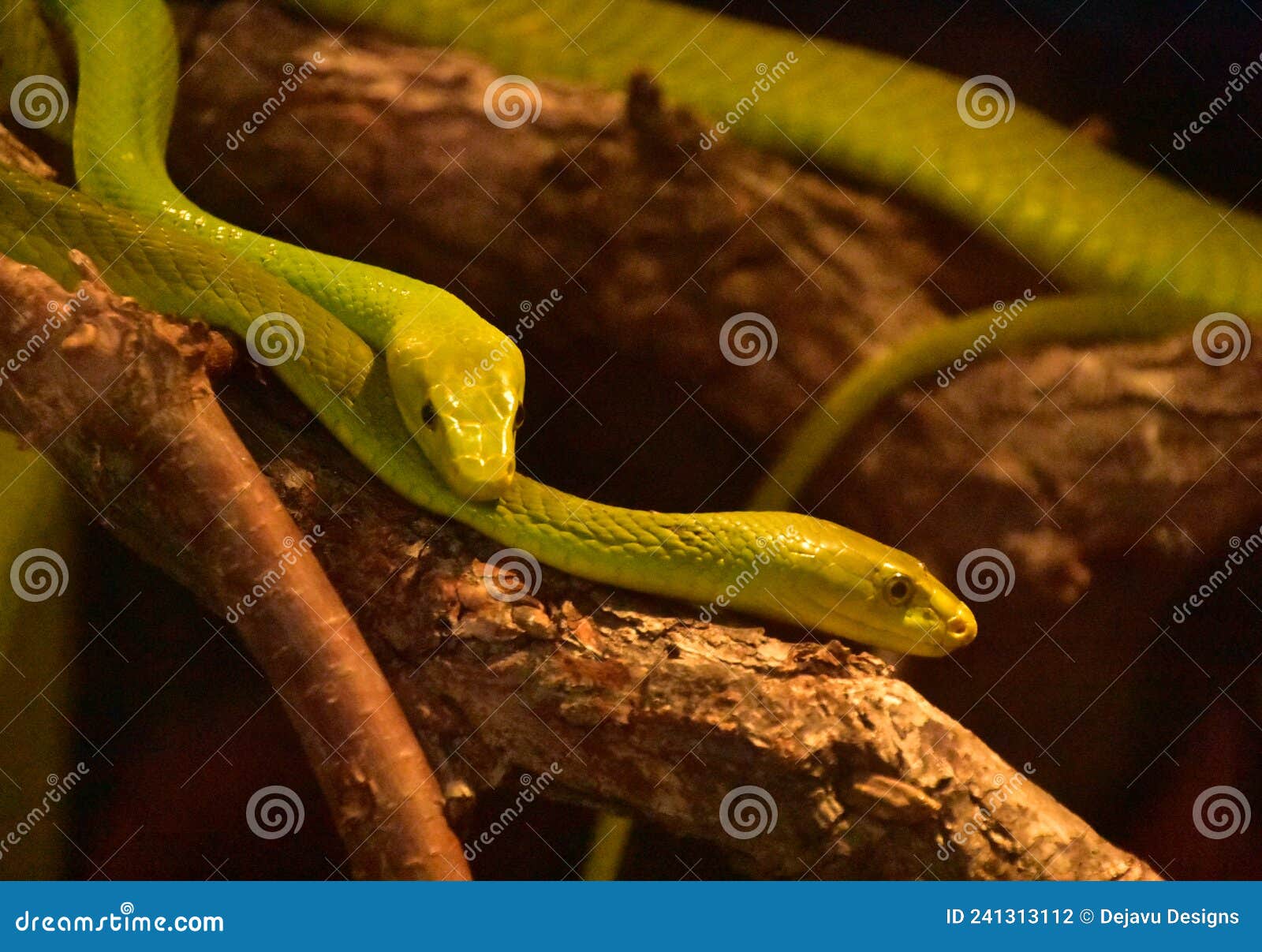 Couple of Venomous Green Tree Snakes on Branch Stock Photo - Image of ...