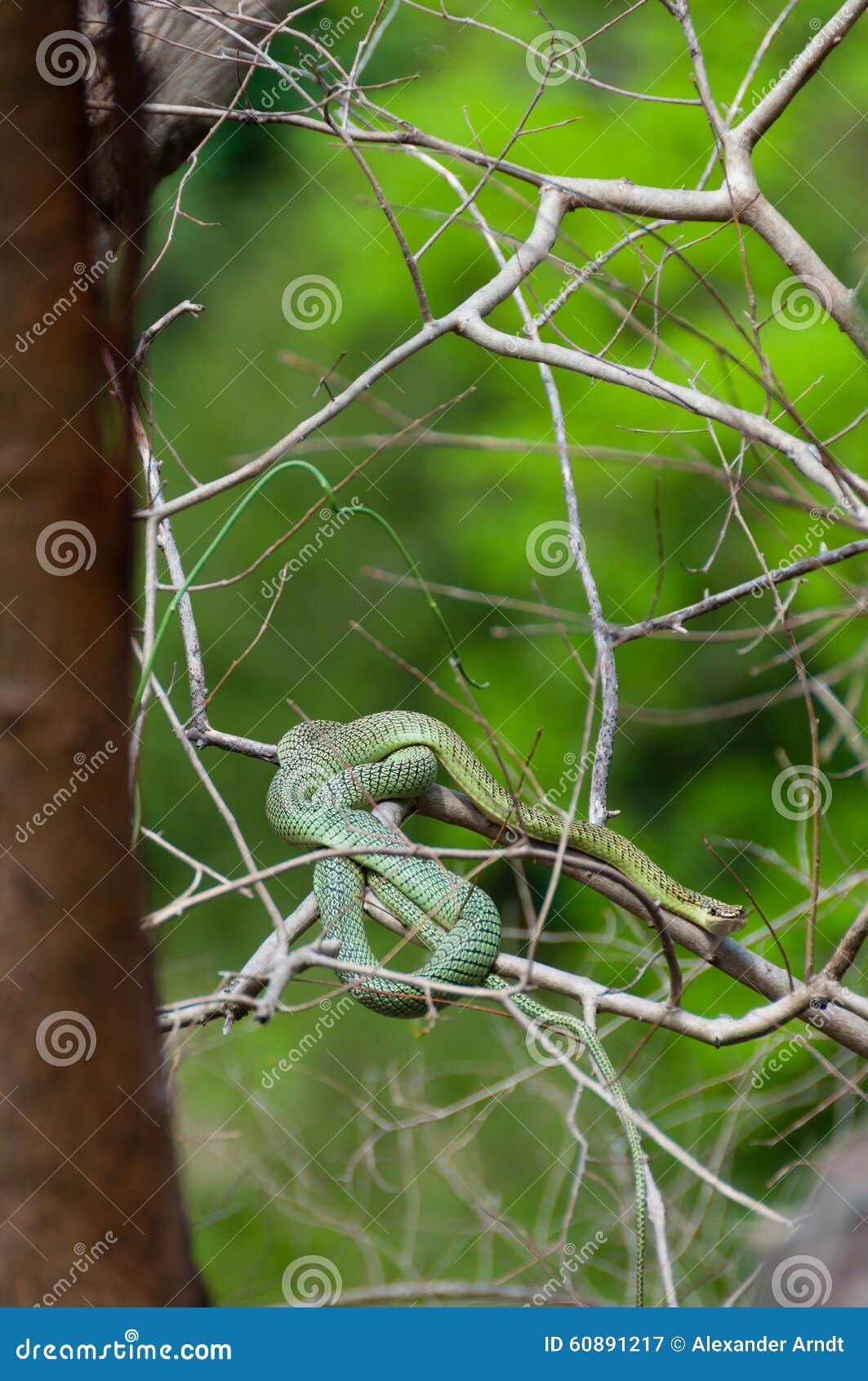 Poisonous Green Snake Sitting on a Branch Stock Image - Image of leaf ...