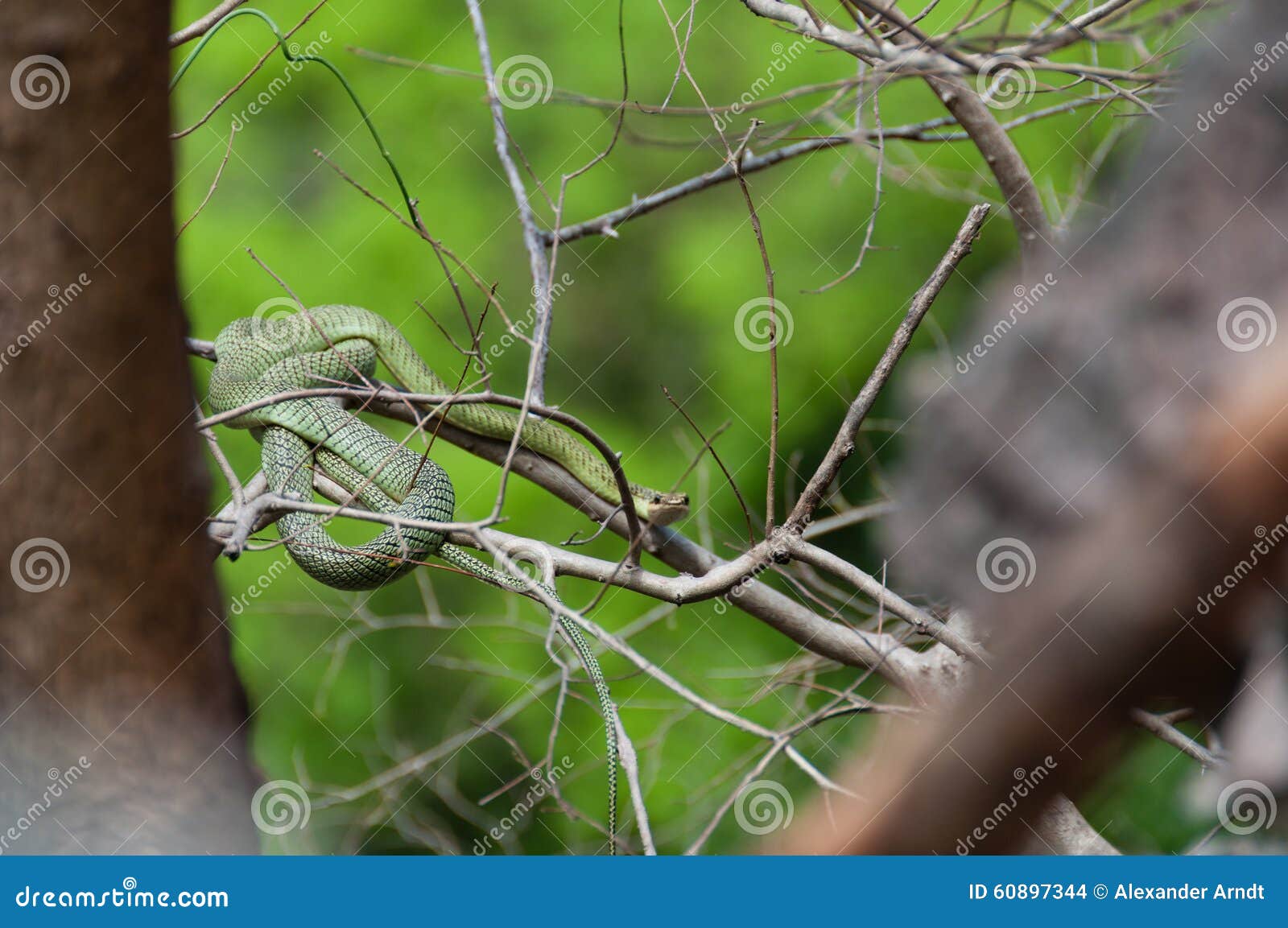Poisonous Green Snake Sitting on a Branch Stock Photo - Image of branch ...