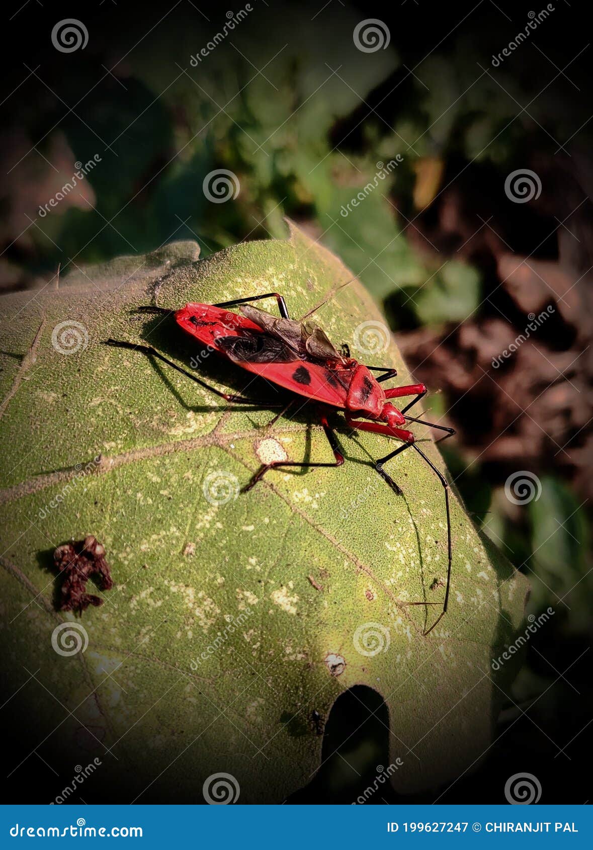 Poisonous Insect in Village Forest Night Stock Image - Image of village ...