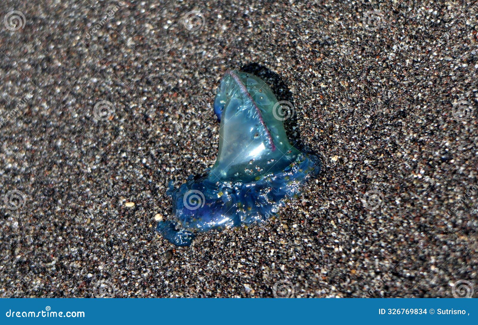 Poisonous Jellyfish on the Beach Sand Stock Photo - Image of nature ...