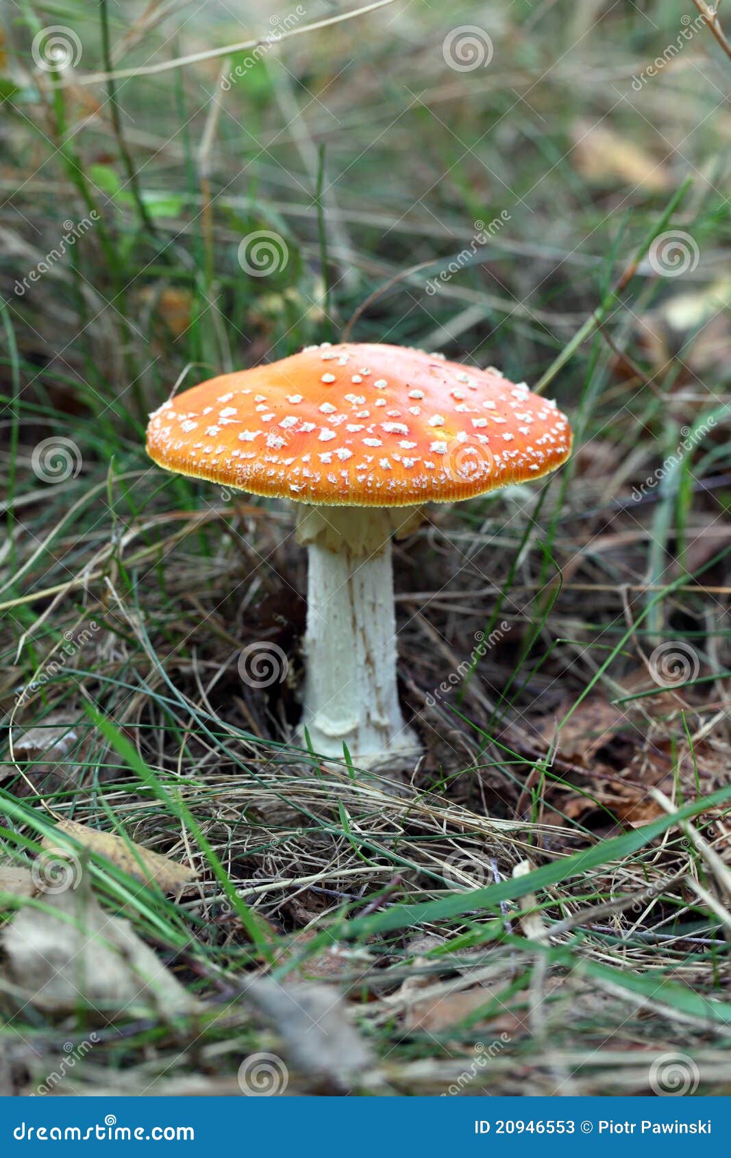 Poisonous mushroom stock image. Image of organism, substance - 20946553
