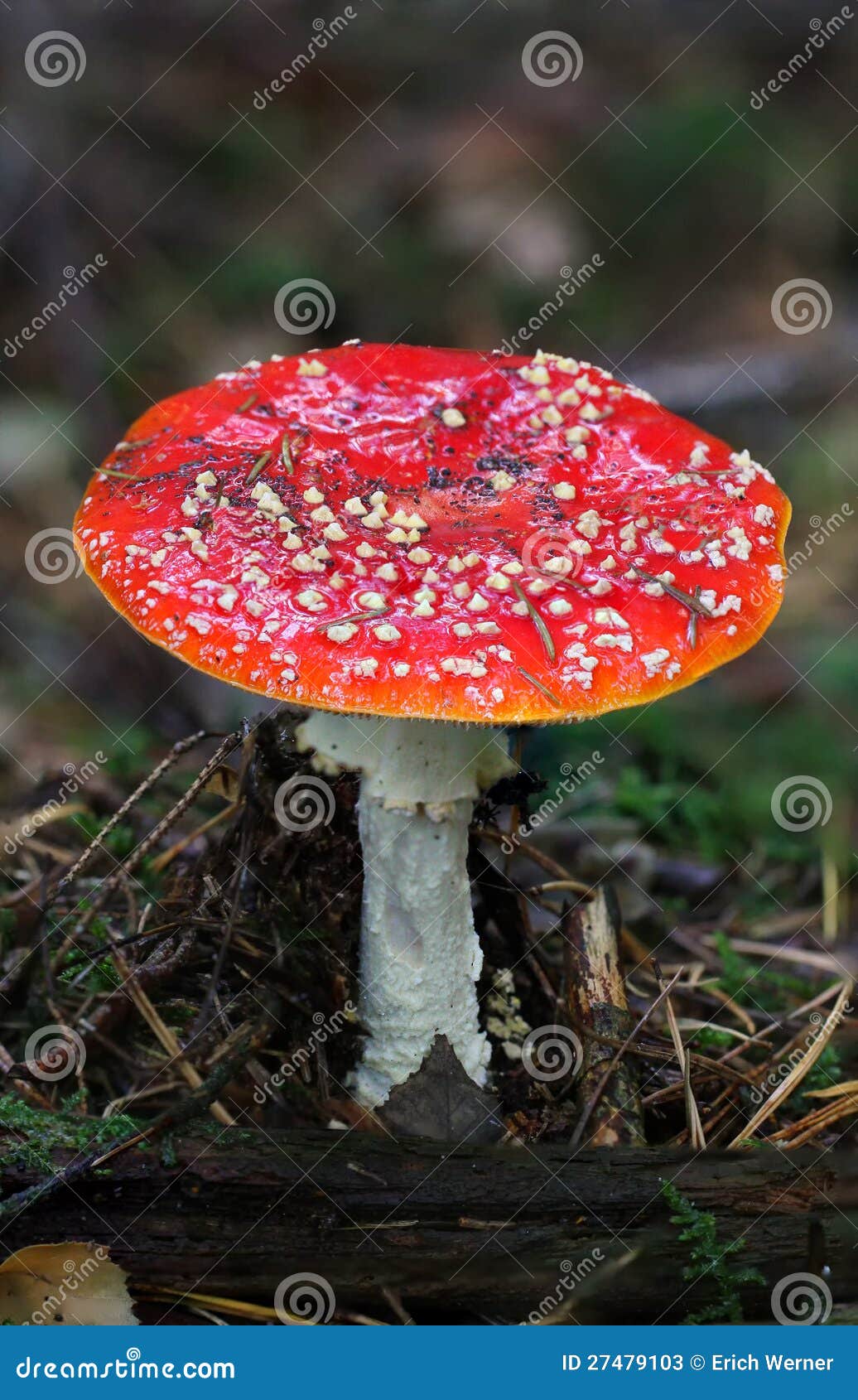 Poisonous mushroom stock image. Image of poisonous, macro - 27479103