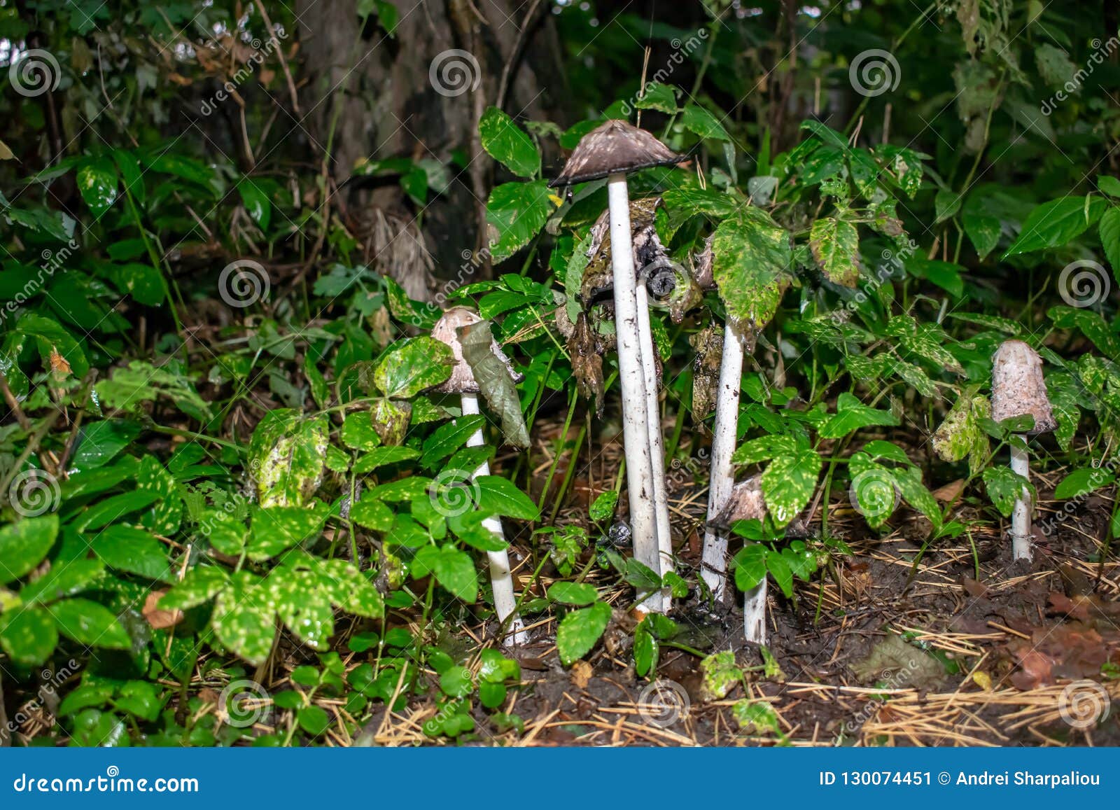 Poisonous Mushroom Growing in Forest. Pure Poison, Soft Focus Stock ...