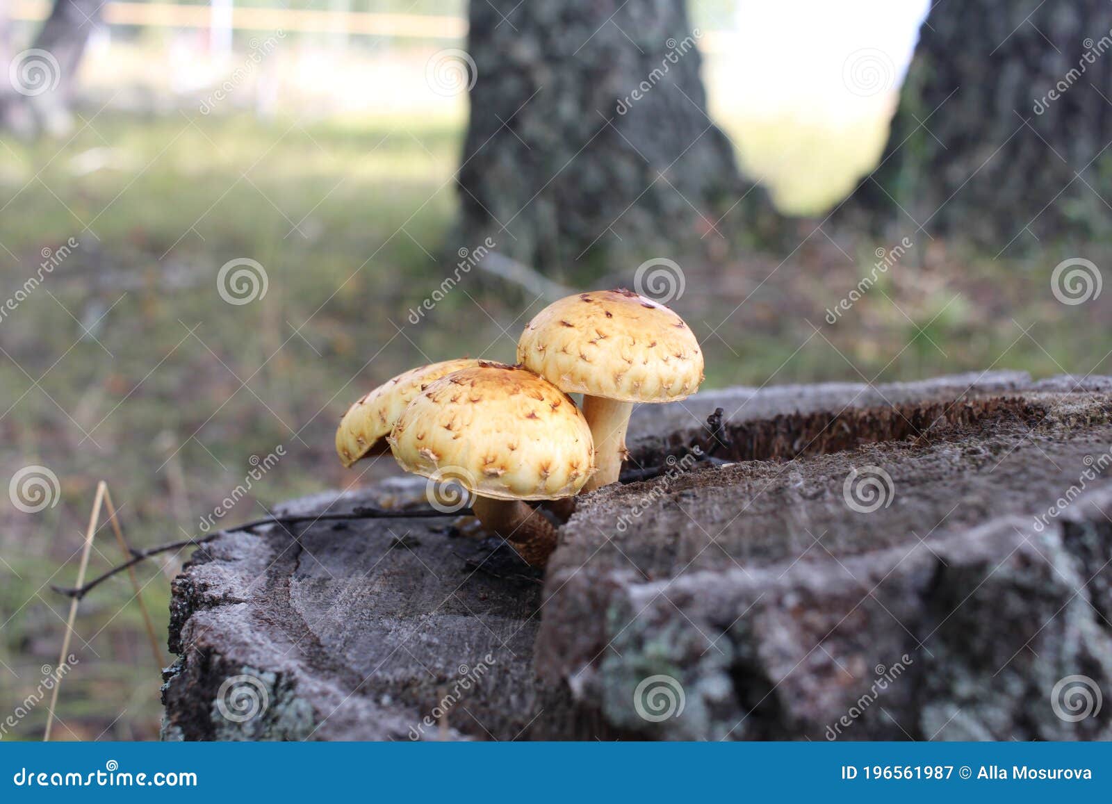 Poisonous Mushroom Inedible Grows in the Forest in the Grass Stock ...