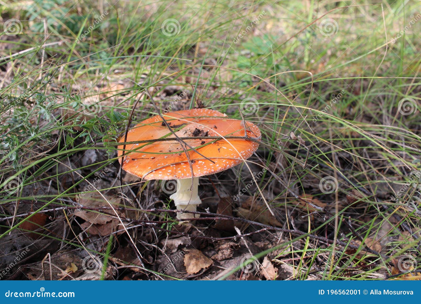 Poisonous Mushroom Inedible Grows in the Forest in the Grass Stock ...