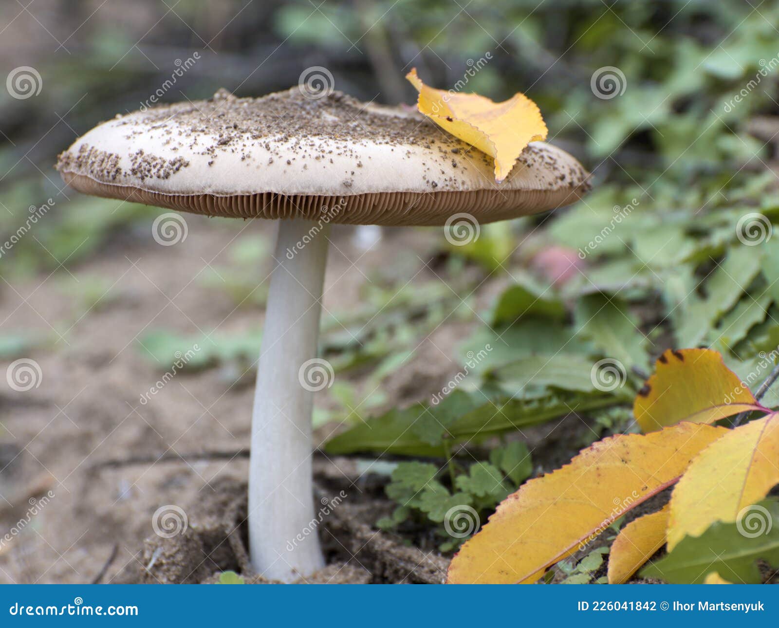 Poisonous Mushroom Toadstool in the Autumn Forest Stock Photo - Image ...