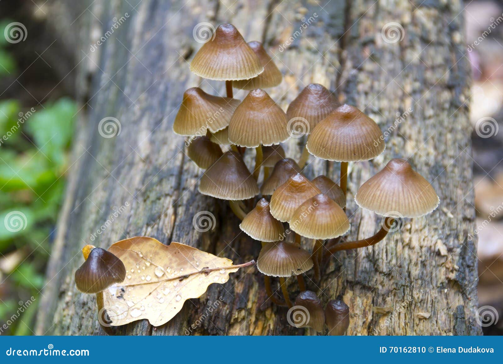 Galerina Marginata, Known As The Funeral Bell Mushroom Or Deadly ...