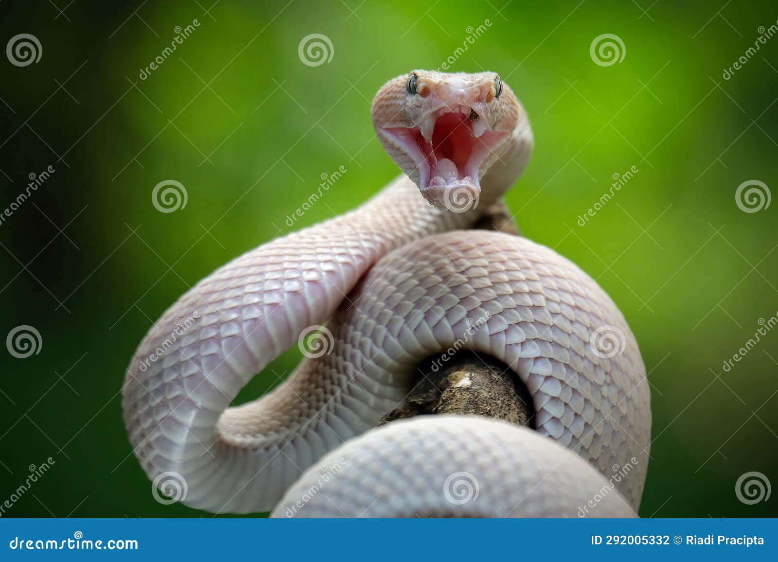 A Poisonous Pink Viper is Perching on a Tree Stock Photo - Image of ...