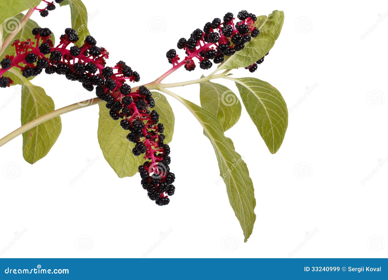 With Poisonous Pokeweed Berries Isolated Stock Image - Image of nature ...