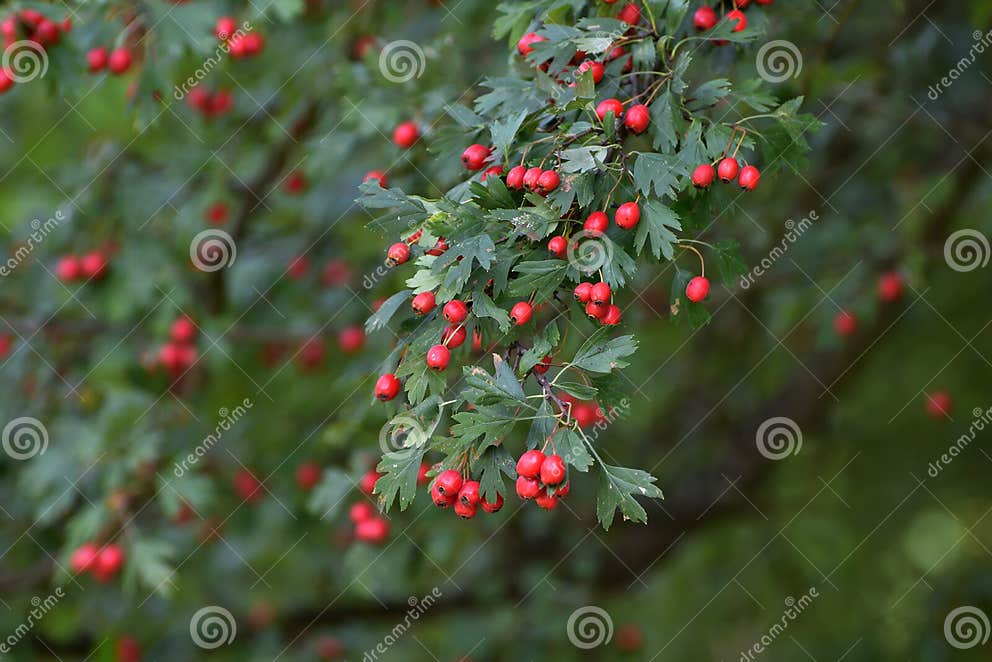 Poisonous Red Berries Against a Green Background Stock Photo - Image of ...