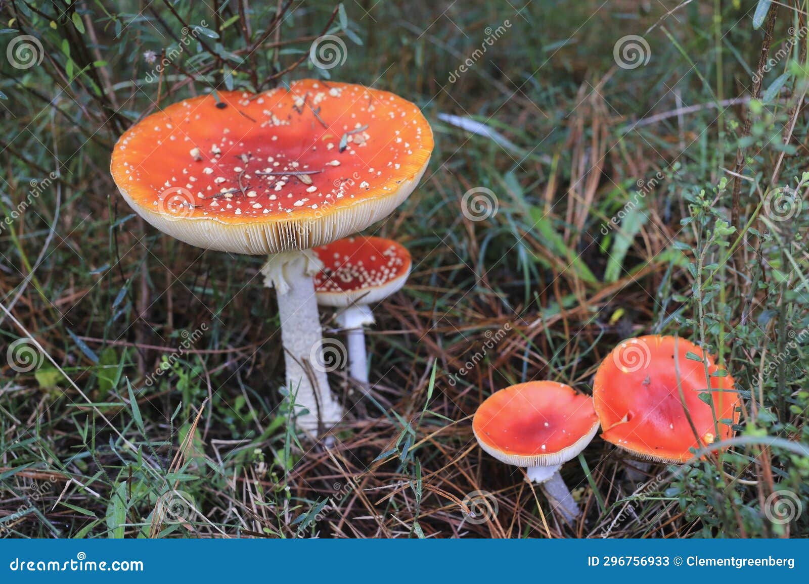 Poisonous Red-capped Fly Agaric Toadstools. Stock Image - Image of ...