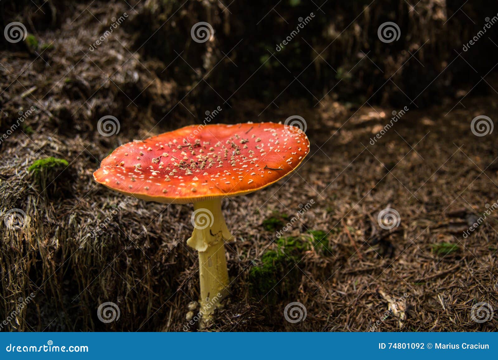 Poisonous red mushroom stock photo. Image of danger, spotted - 74801092