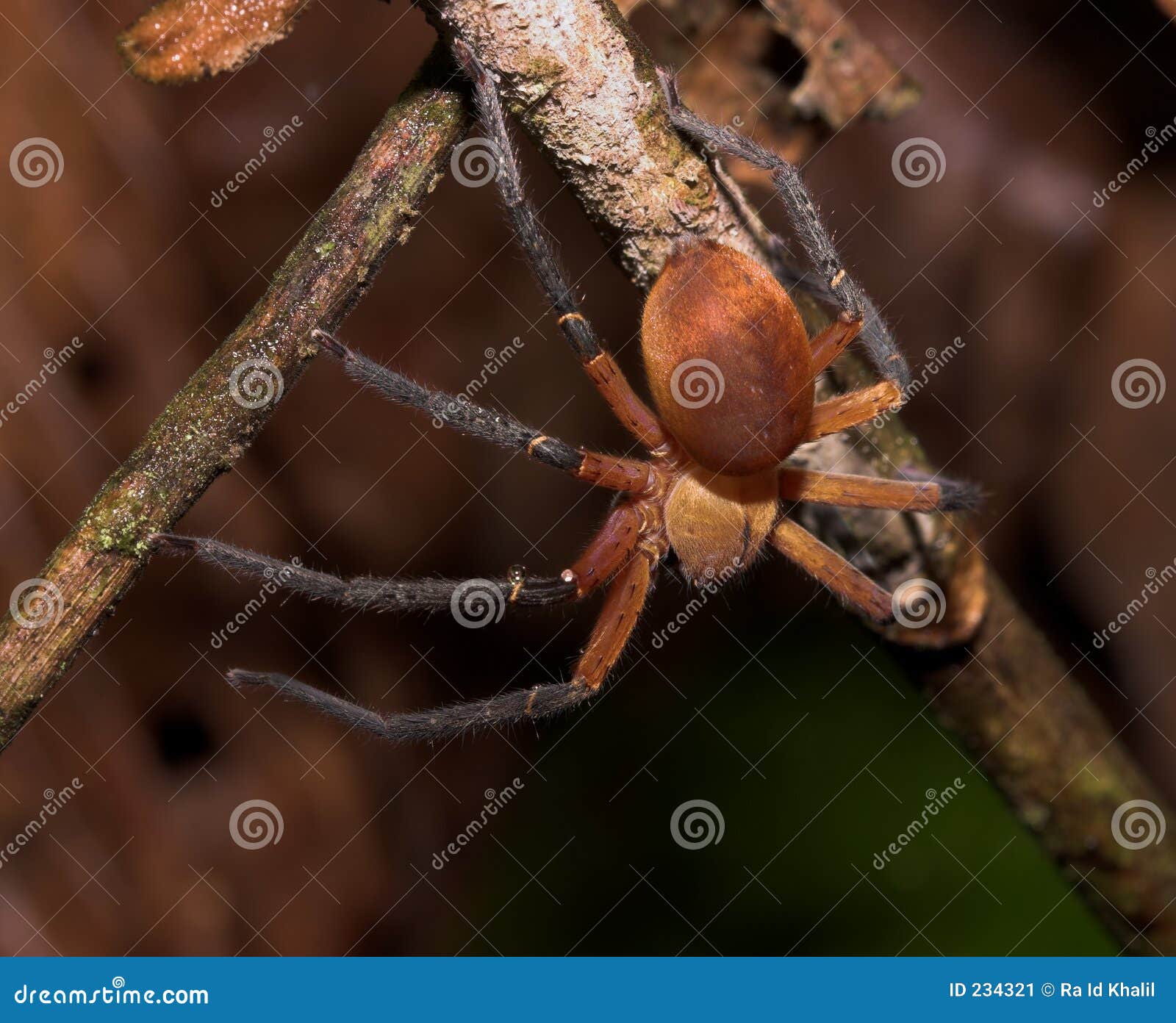 Poisonous Red Spider stock image. Image of kapawi, poisonous - 234321