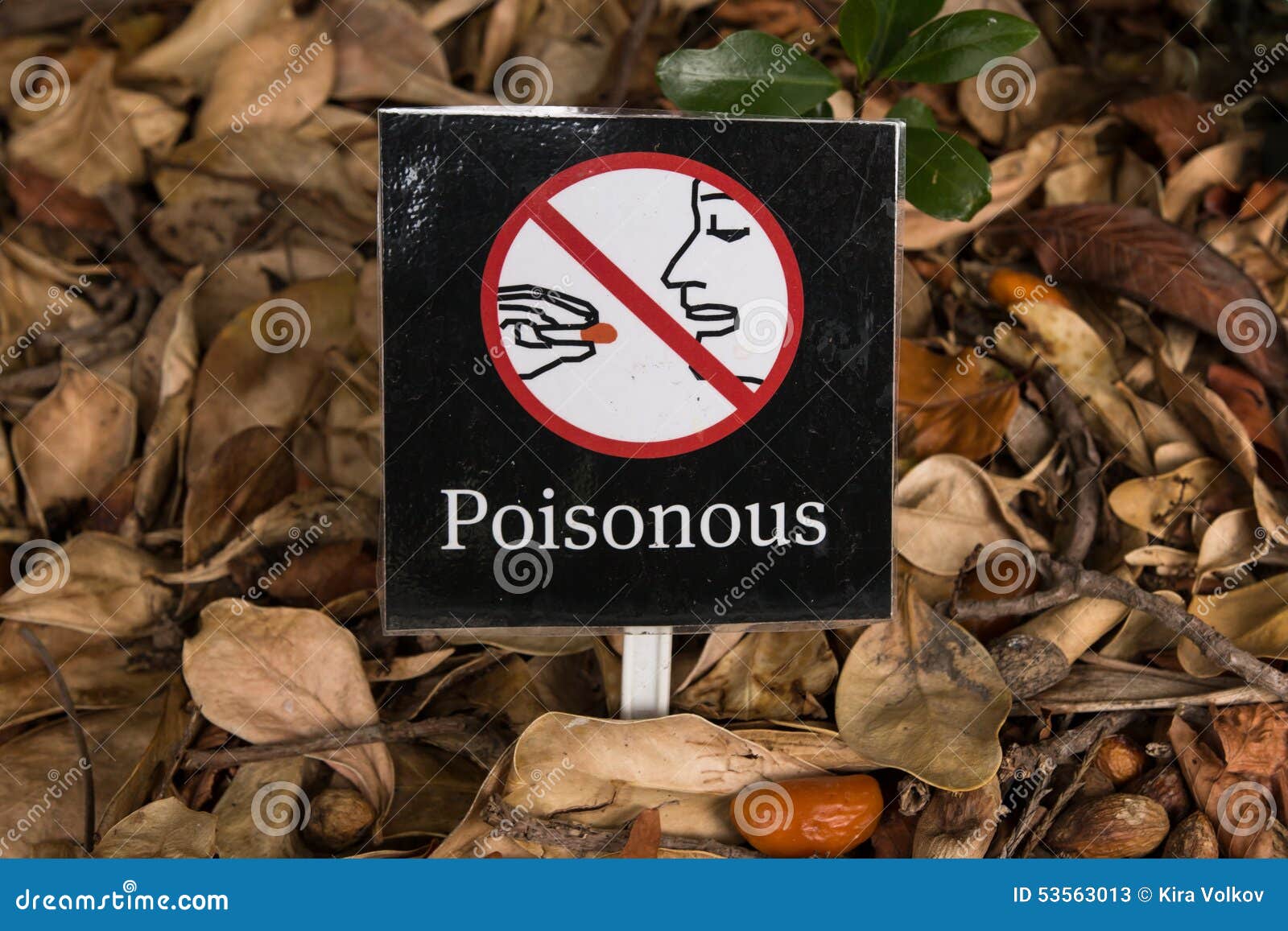Poisonous Sign Under a Tree Stock Image - Image of symbol, head: 53563013