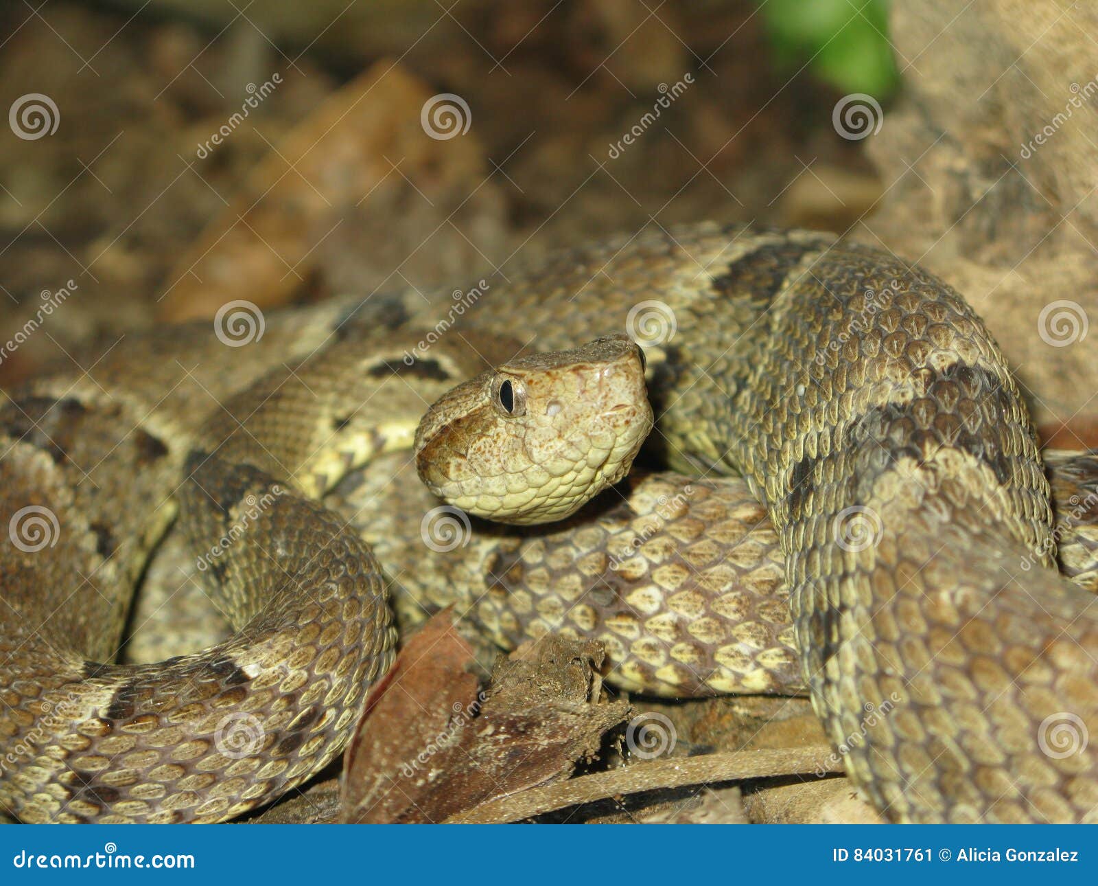 Poisonous Snake Bothrops Atrox Stock Image - Image of bothrops ...