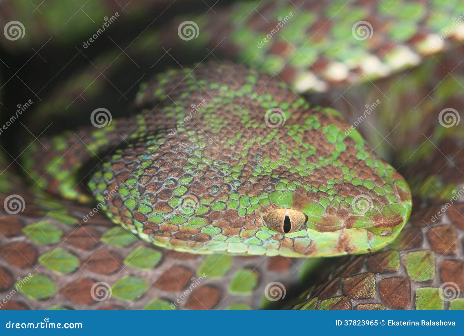 Poisonous snake closeup stock image. Image of head, macro - 37823965