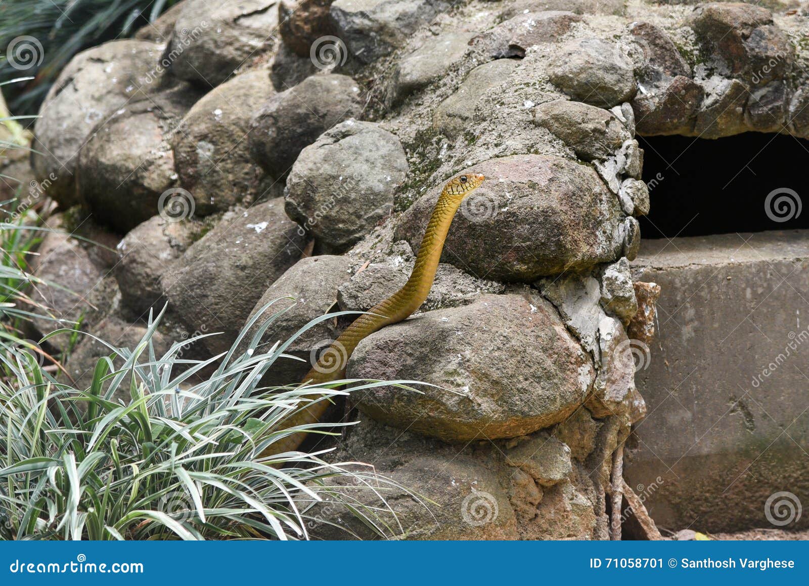 Poisonous snake in India stock image. Image of reptile - 71058701