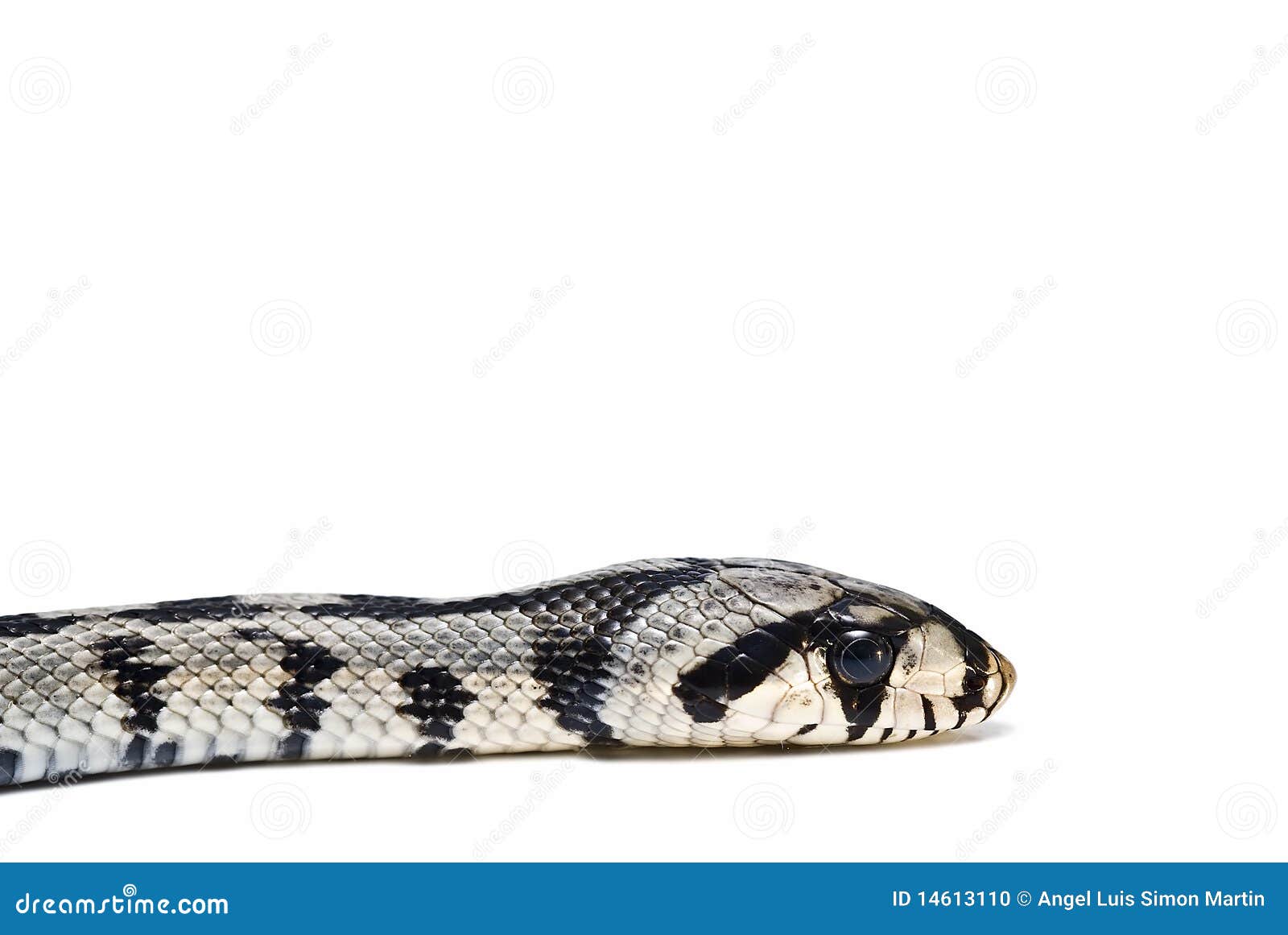 Poisonous Snake Leioheterodon Madagascariensis - The Malagasy Giant ...