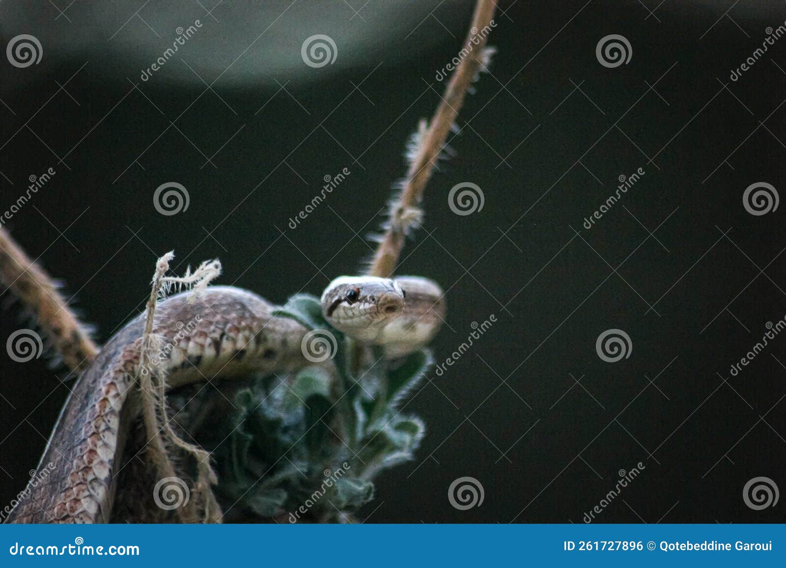 A Poisonous Snake on a Tree Branch Stock Photo - Image of jungle ...