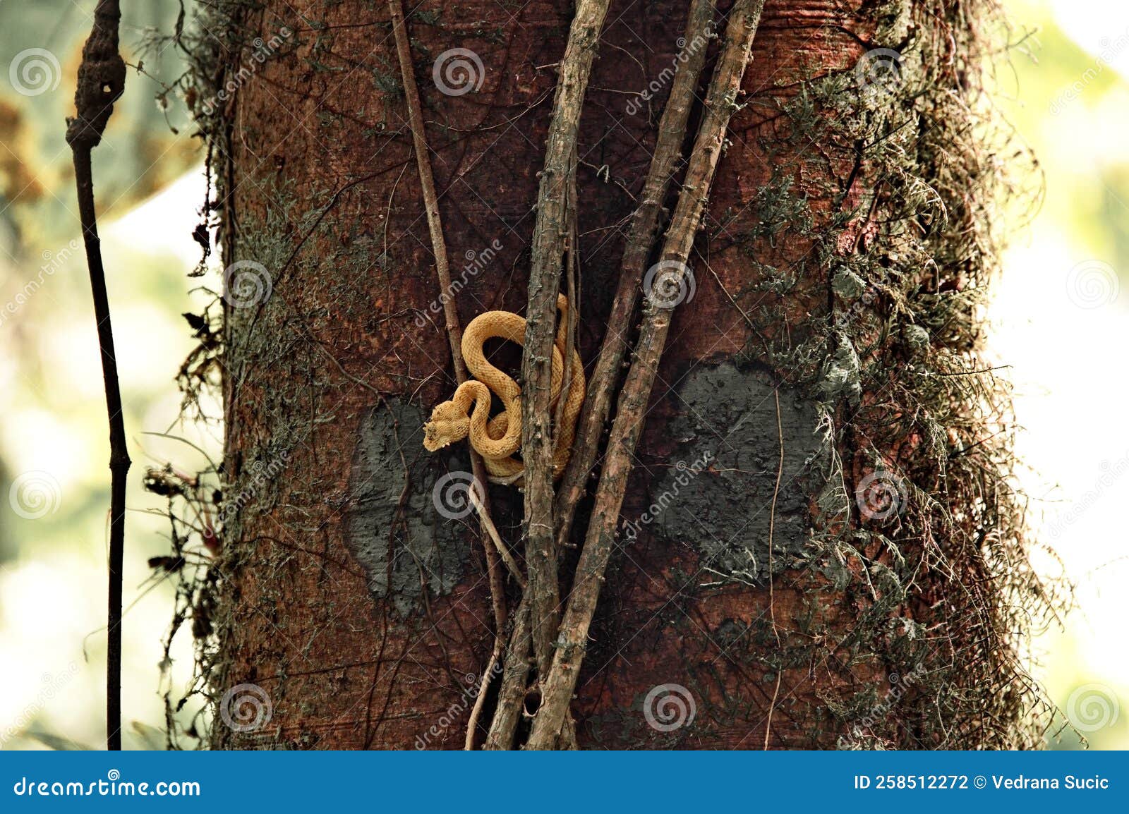 A Poisonous Snake on a Tree Stock Photo - Image of biology, danger ...