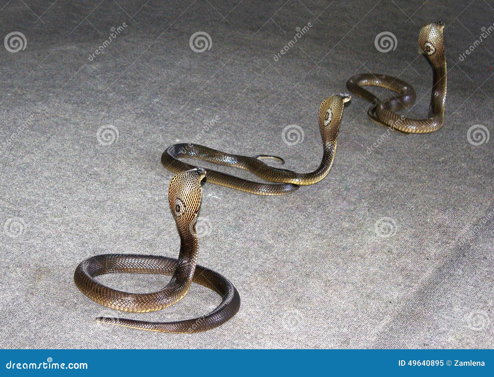 Poisonous snakes stock image. Image of vacation, holiday - 49640895