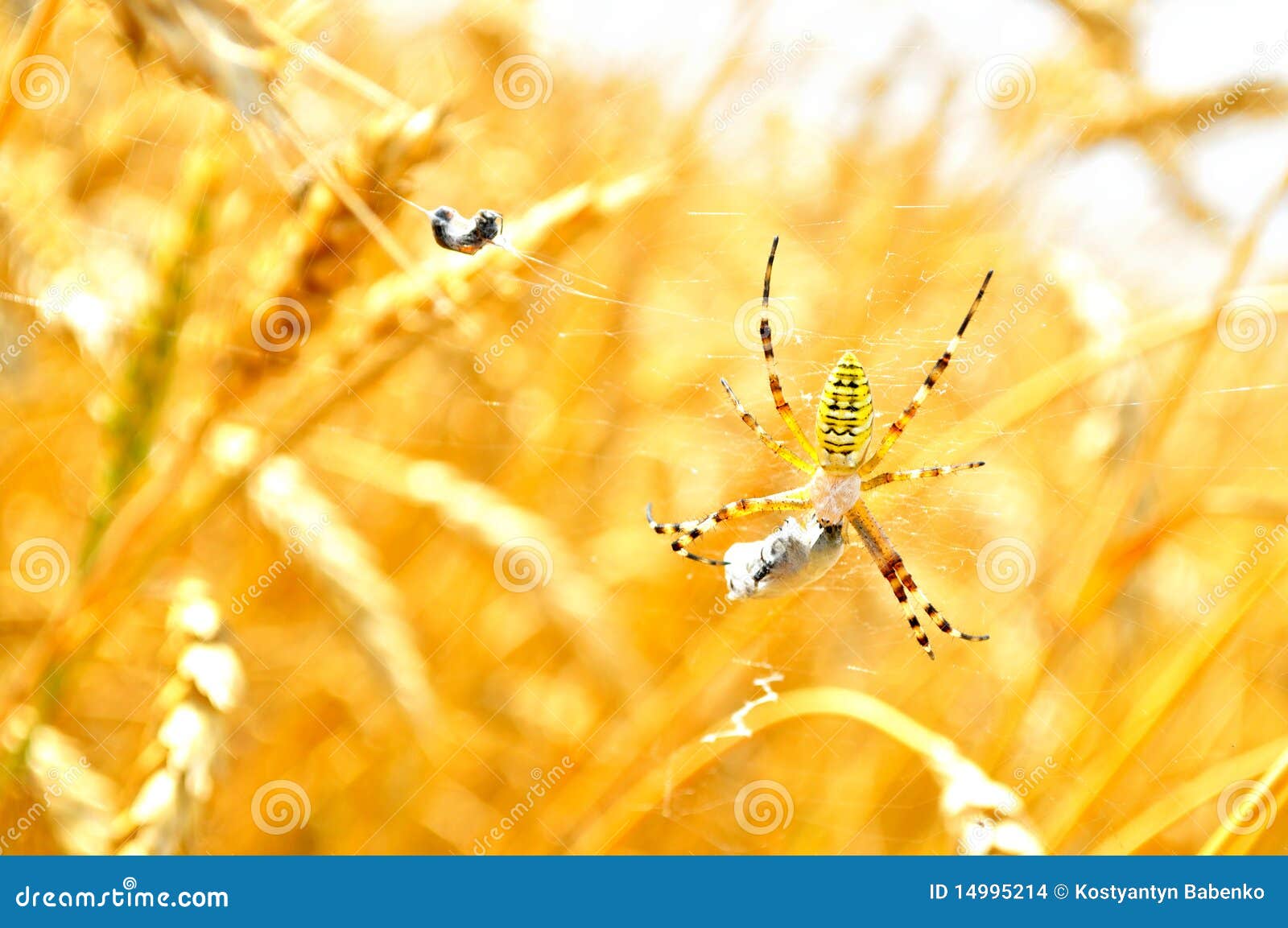 Poisonous spider stock photo. Image of field, venom, teeth - 14995214