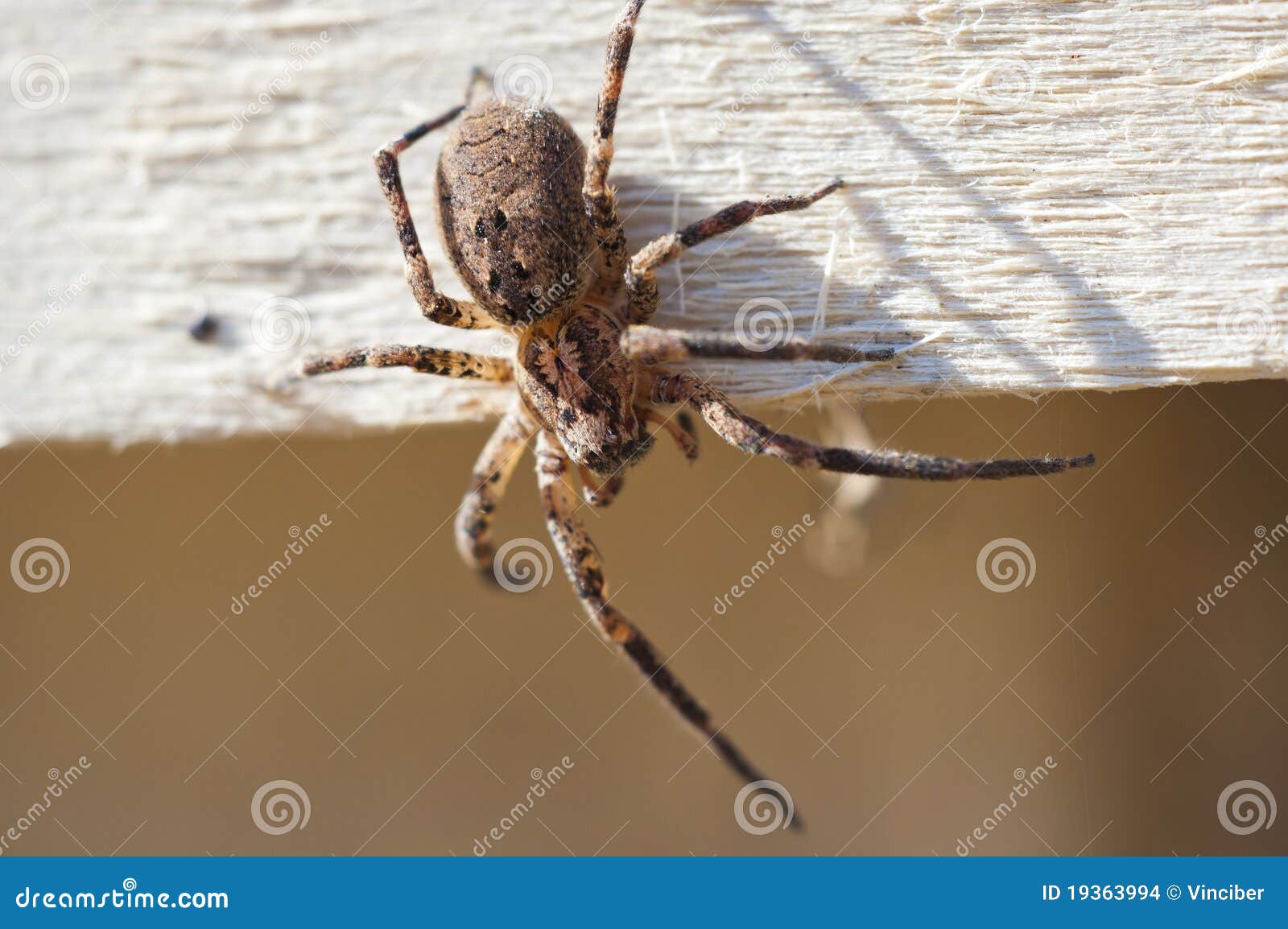 Poisonous spider stock photo. Image of predatory, mygale - 19363994
