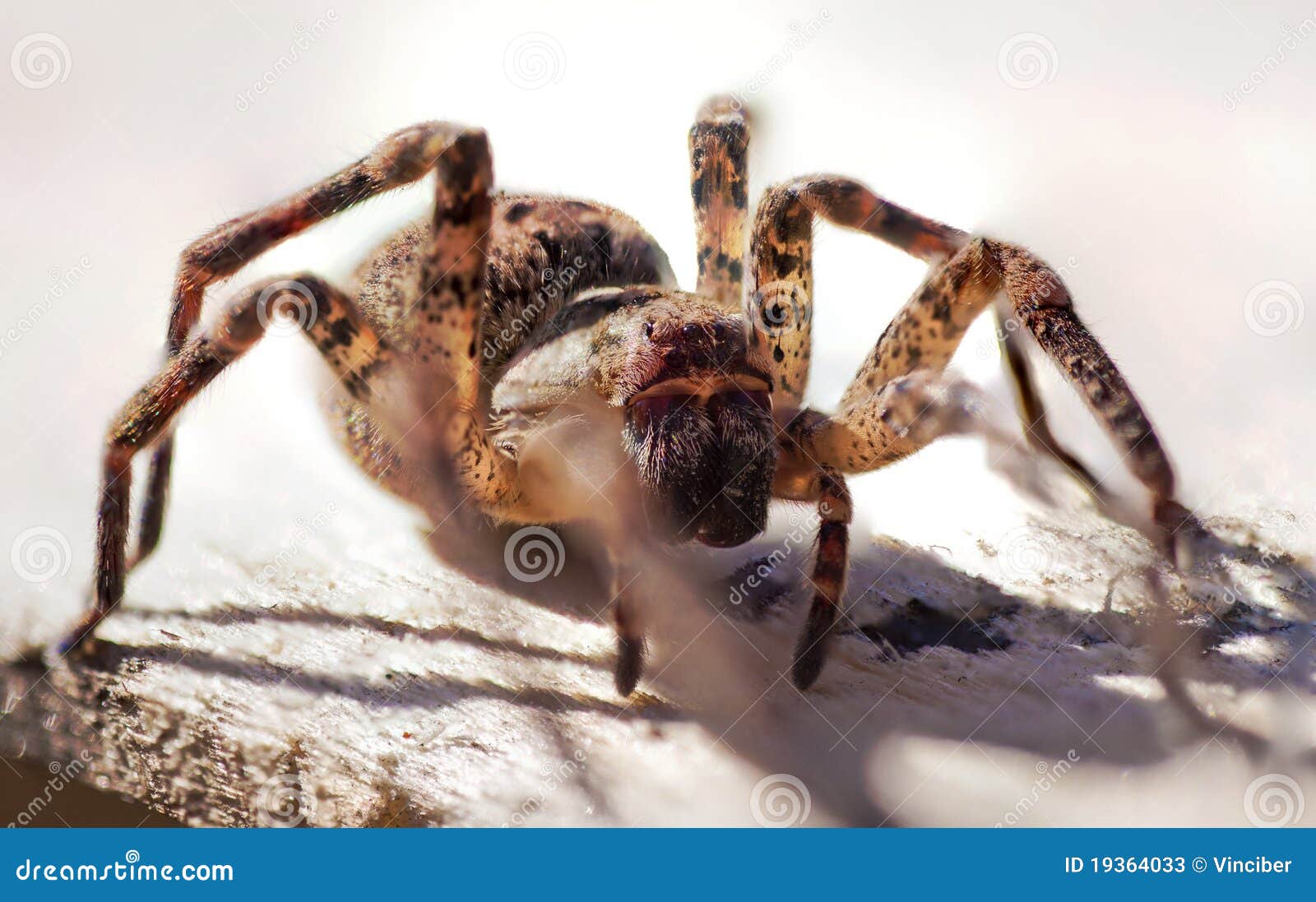 Poisonous spider stock image. Image of predatory, tarantula - 19364033