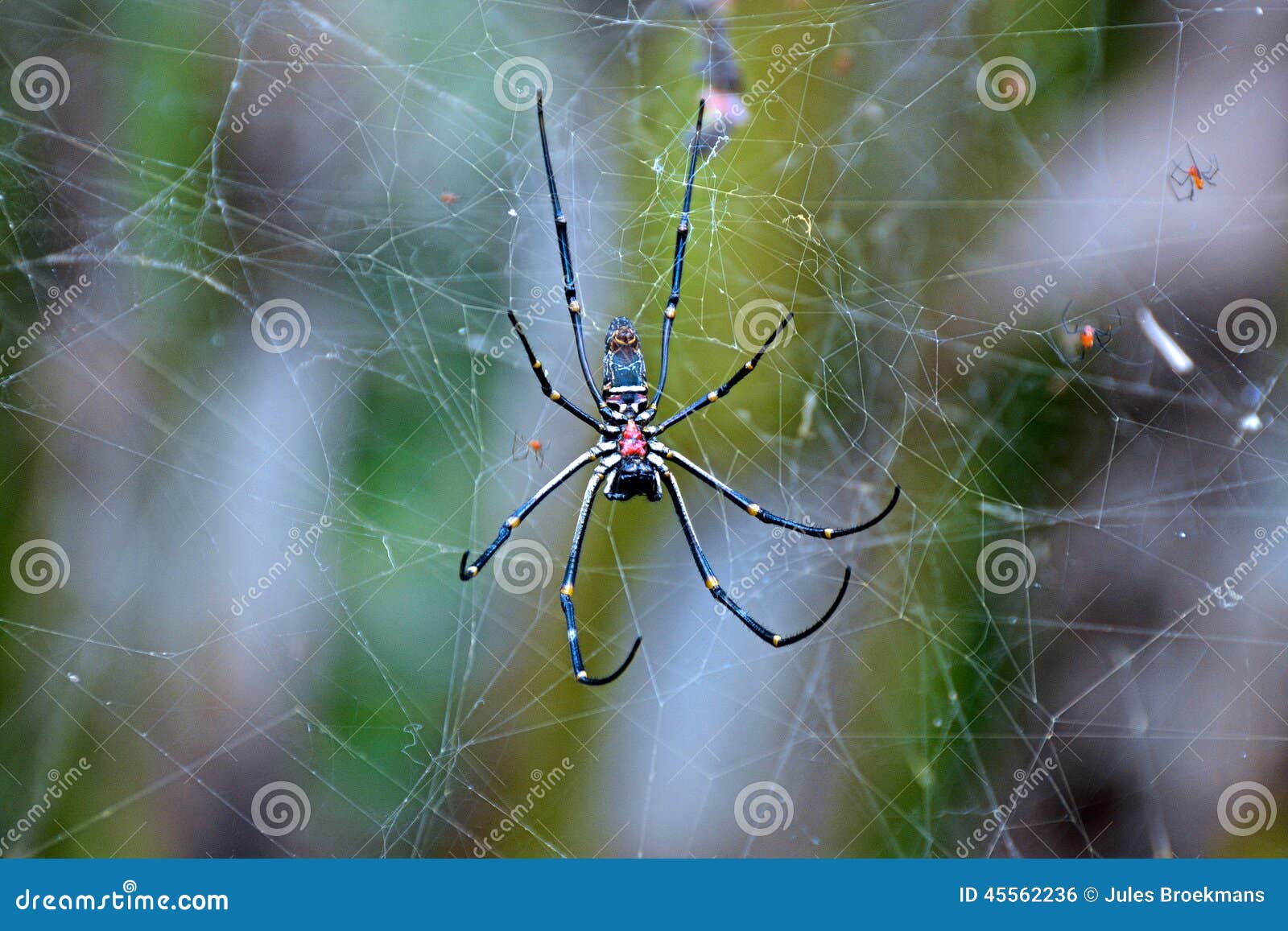 Poisonous Spider - Bali stock photo. Image of jungle - 45562236