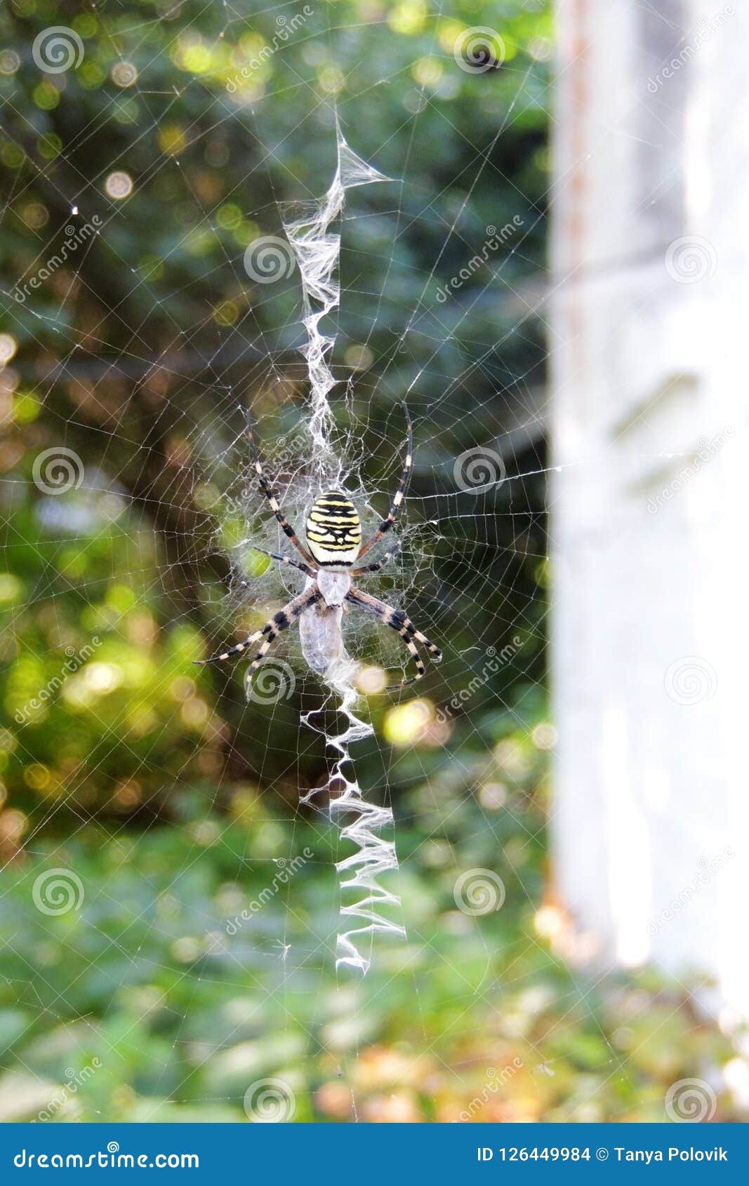 A Poisonous Spider on a Cobweb Stock Photo - Image of carnivore ...