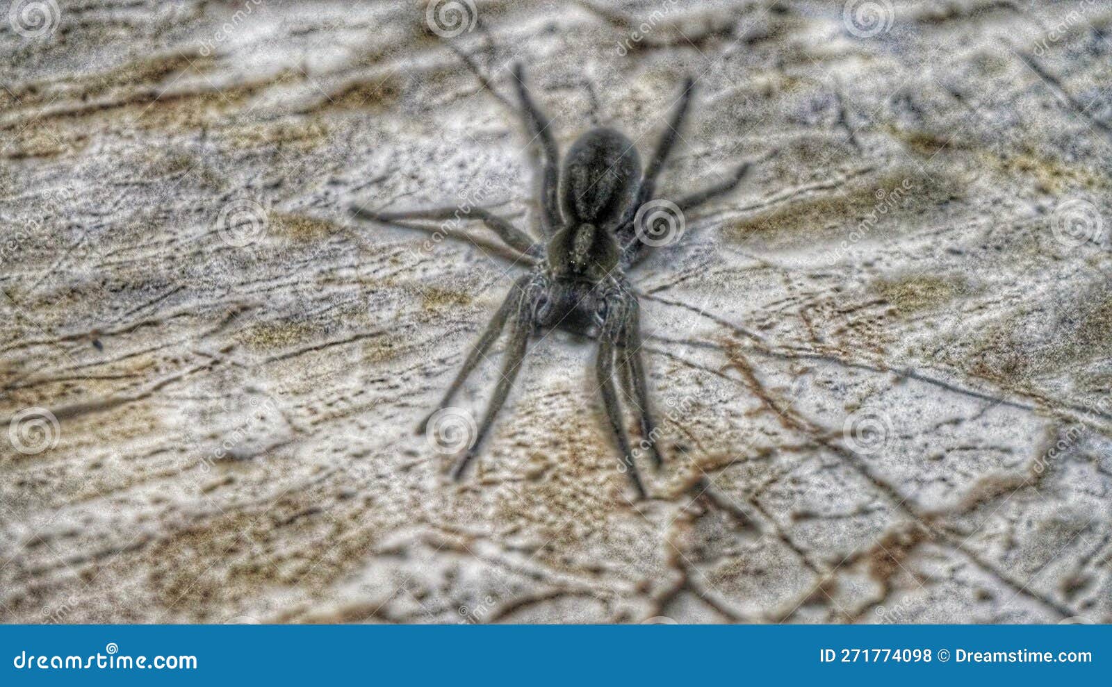 Poisonous Spider Ready To Attack Prey Stock Photo - Image of prey ...