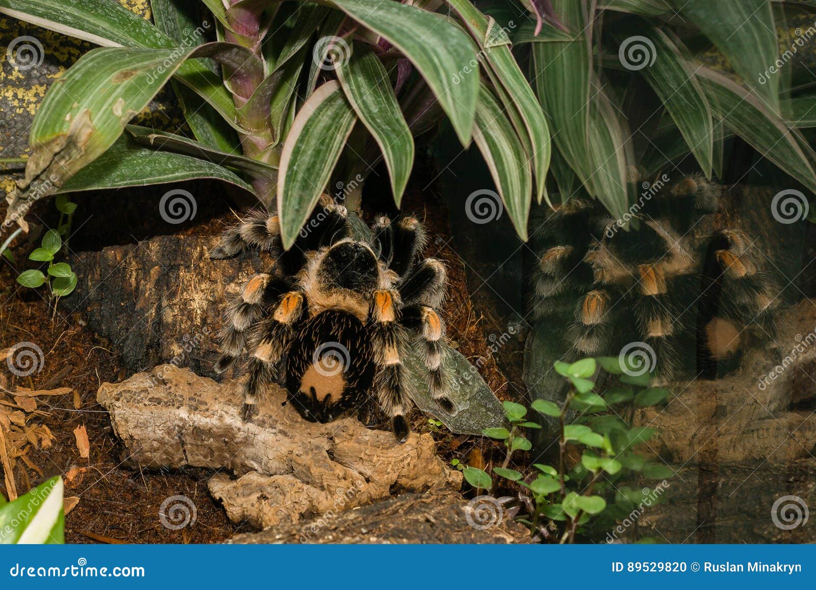 Poisonous Spider Tarantula Tarantula Stock Photo - Image of ...
