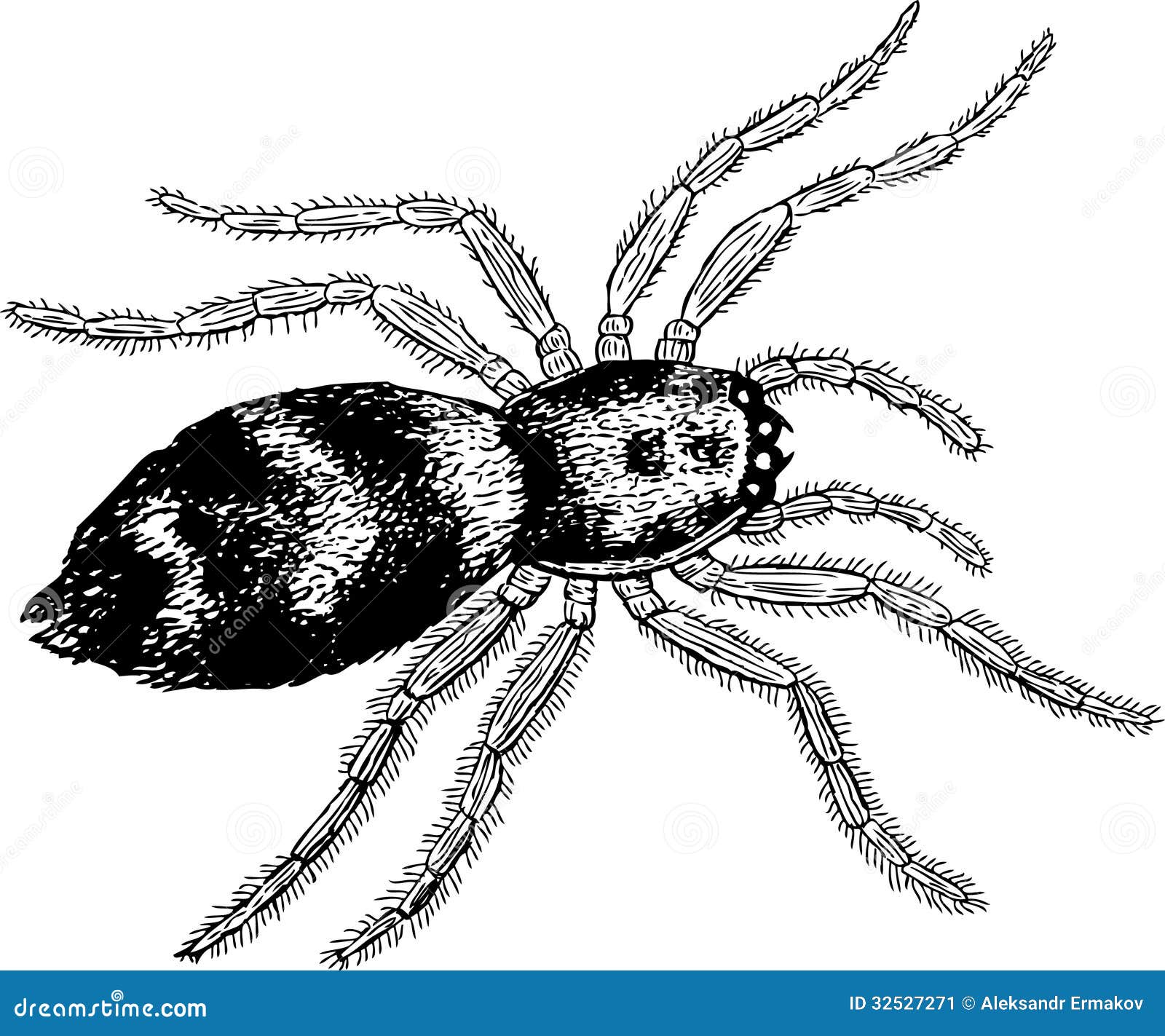 Poisonous spider stock vector. Illustration of animal - 32527271