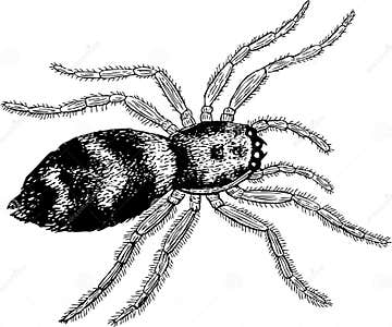 Poisonous spider stock vector. Illustration of animal - 32527271