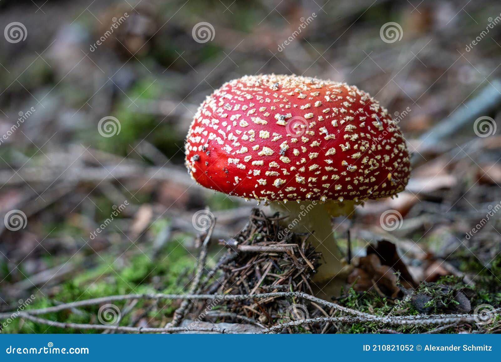 Poisonous Toadstool Amanita Muscaria Mushroom on Forest Soil in Fall ...