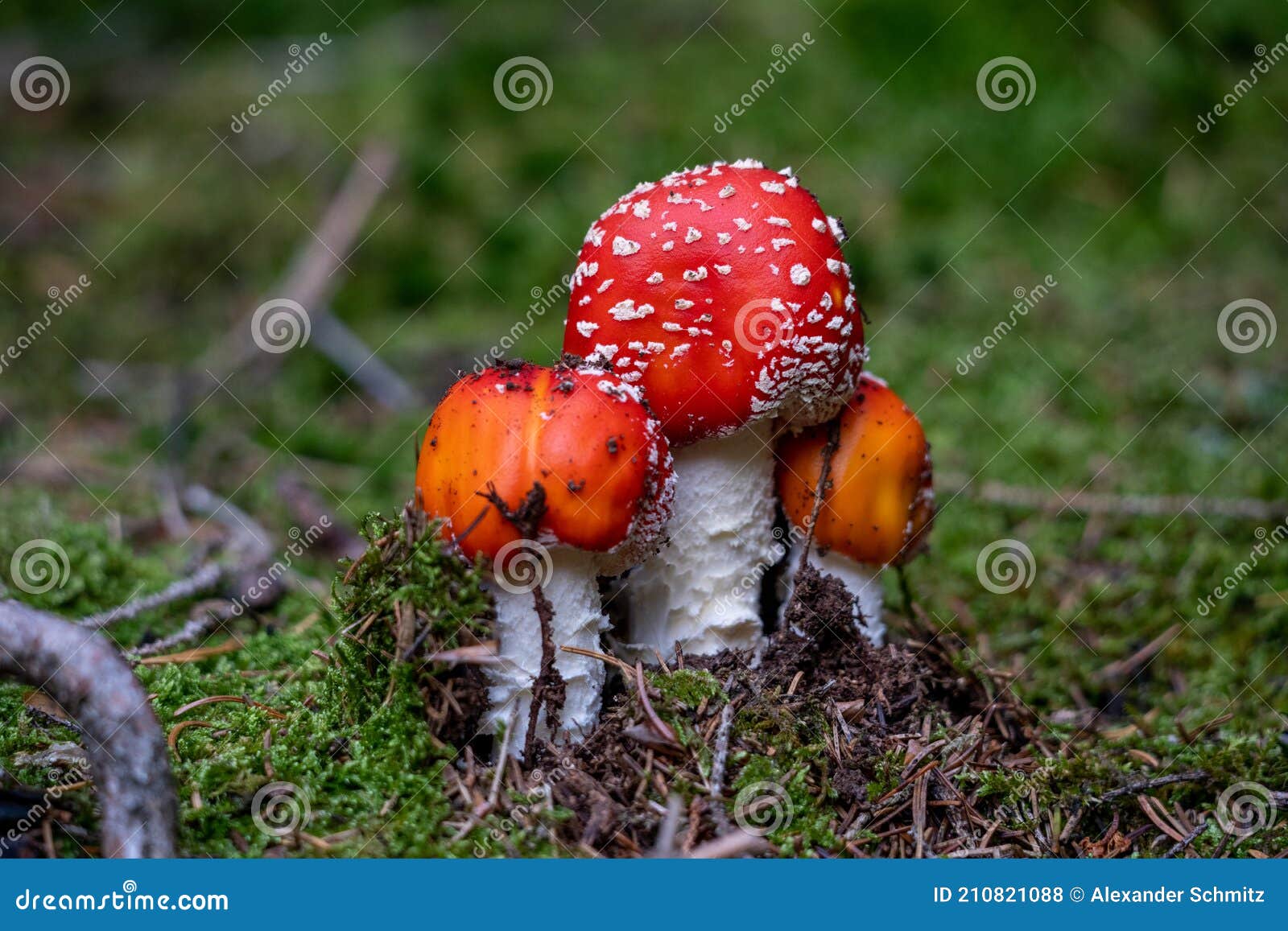 Poisonous Toadstool Amanita Muscaria Mushroom on Forest Soil in Fall ...