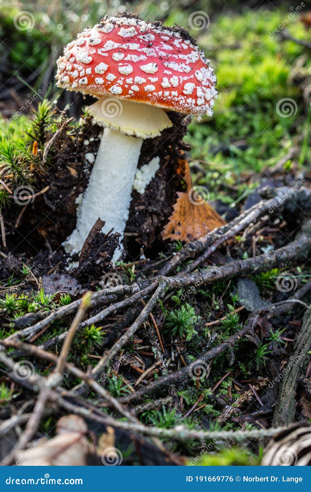 Poisonous Toadstools on the Autumn Forest Stock Photo - Image of ...