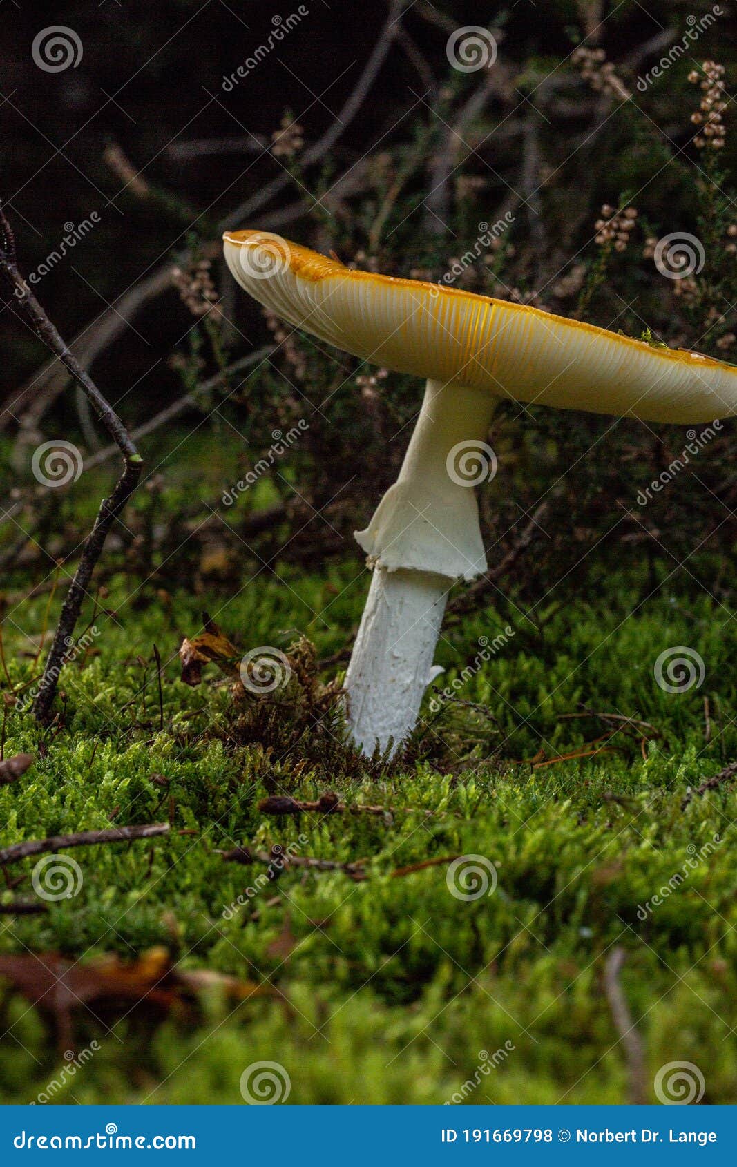 Poisonous Toadstools on the Autumn Forest Stock Photo - Image of ...