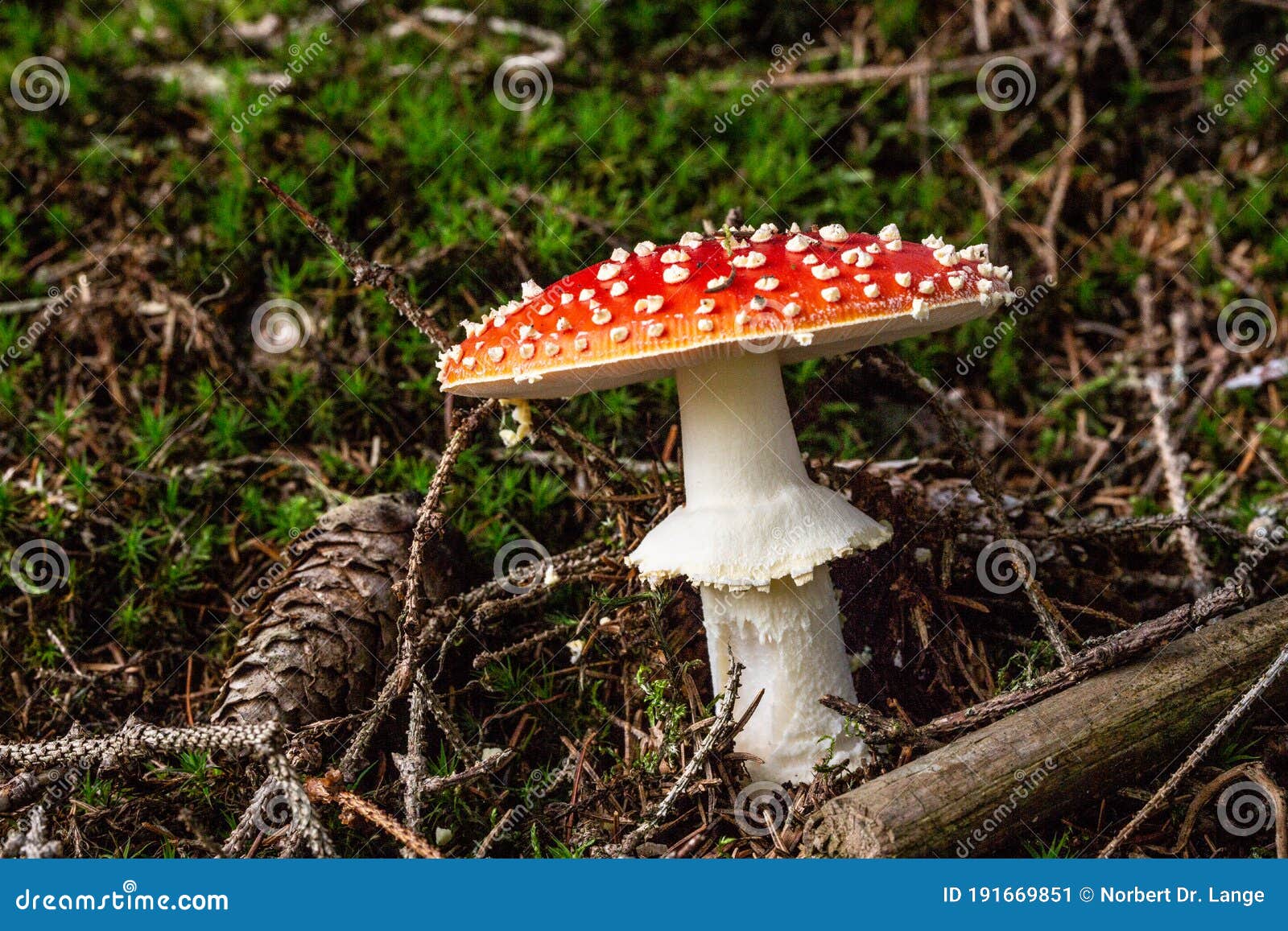 Poisonous Toadstools on the Autumn Forest Stock Image - Image of cells ...
