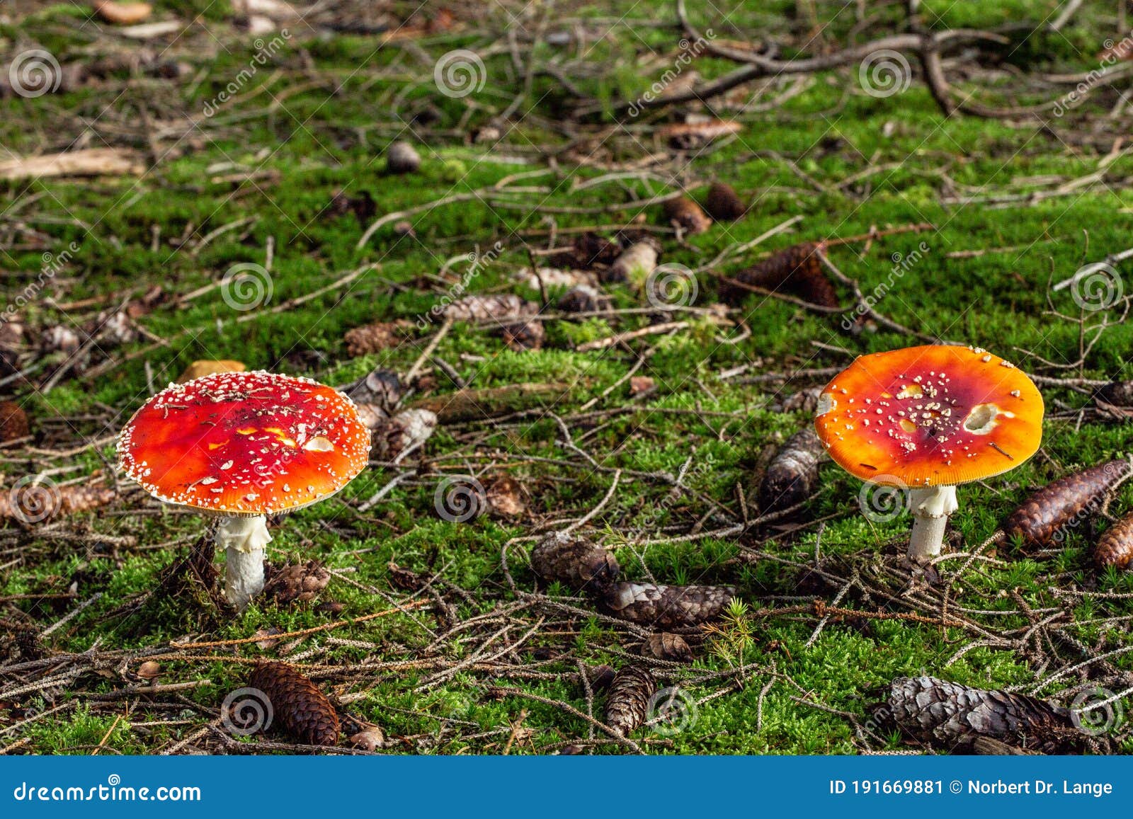 Poisonous Toadstools on the Autumn Forest Stock Image - Image of ...