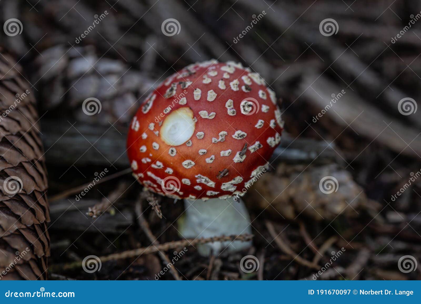 Poisonous Toadstools on the Autumn Forest Stock Image - Image of ...