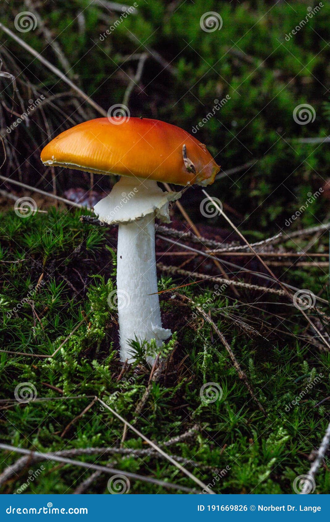 Poisonous Toadstools on the Autumn Forest Stock Photo - Image of ...