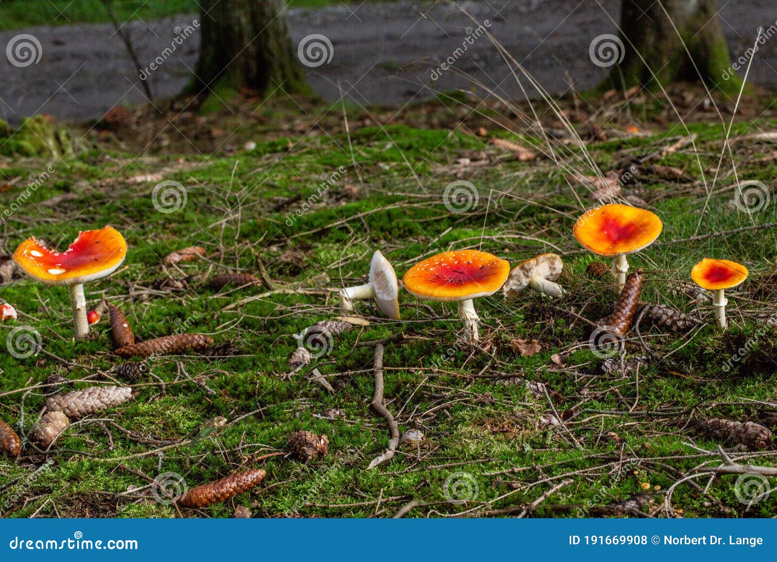 Poisonous Toadstools on the Autumn Forest Stock Photo - Image of ...