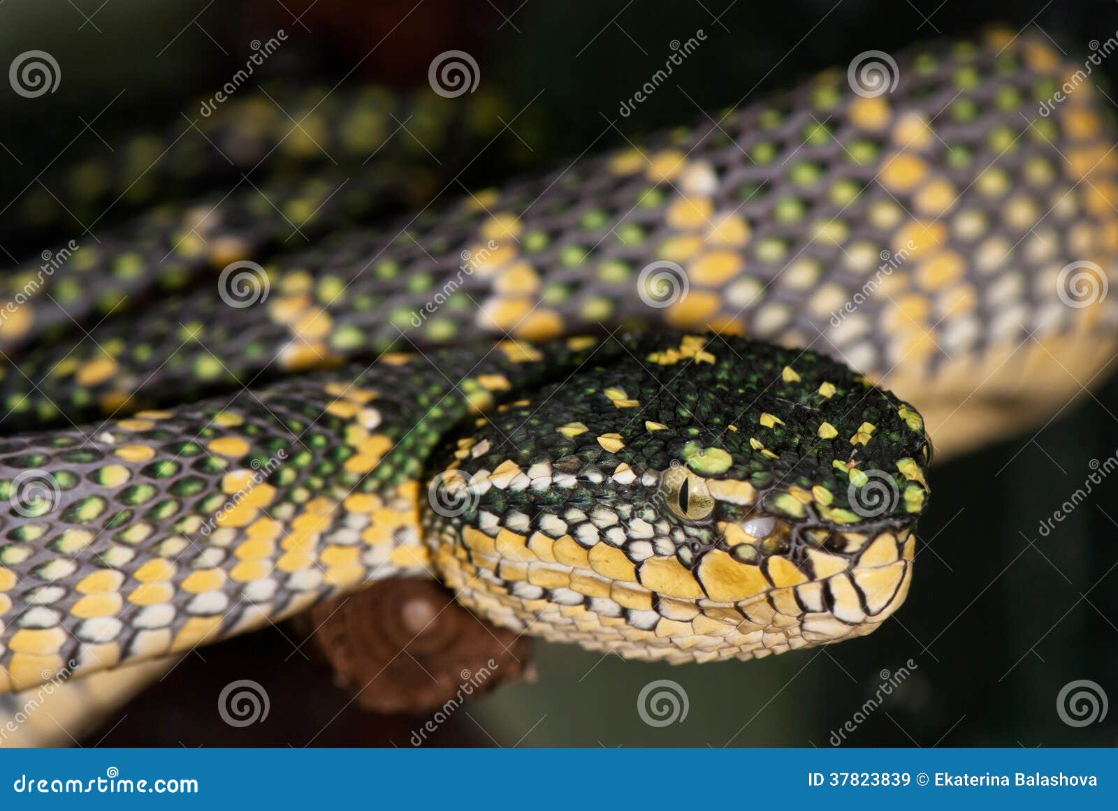 Poisonous tree snake stock image. Image of snake, herpetology - 37823839