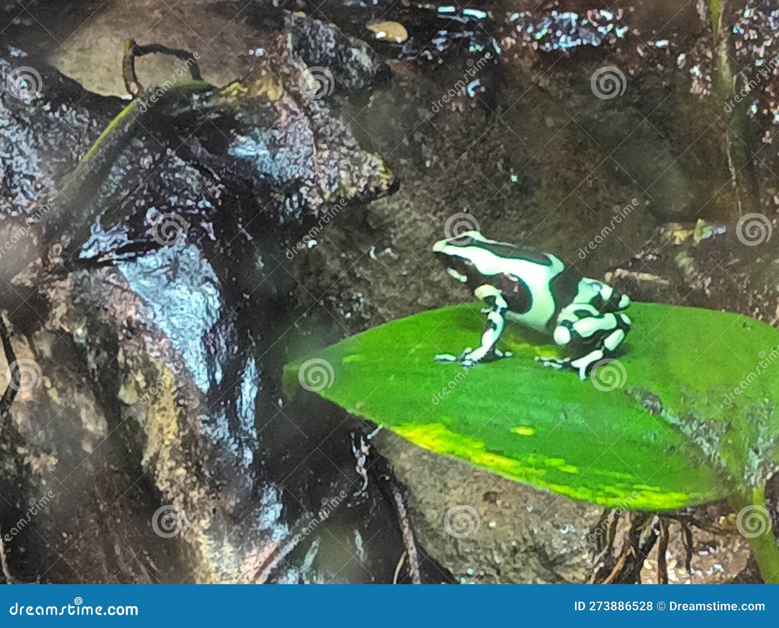 Poisonous Tropical Mint Green Frog Stock Photo - Image of green, nature ...