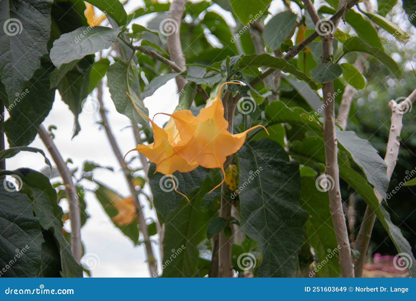 Poisonous trumpet tree stock image. Image of tree, zygomorphic - 251603649