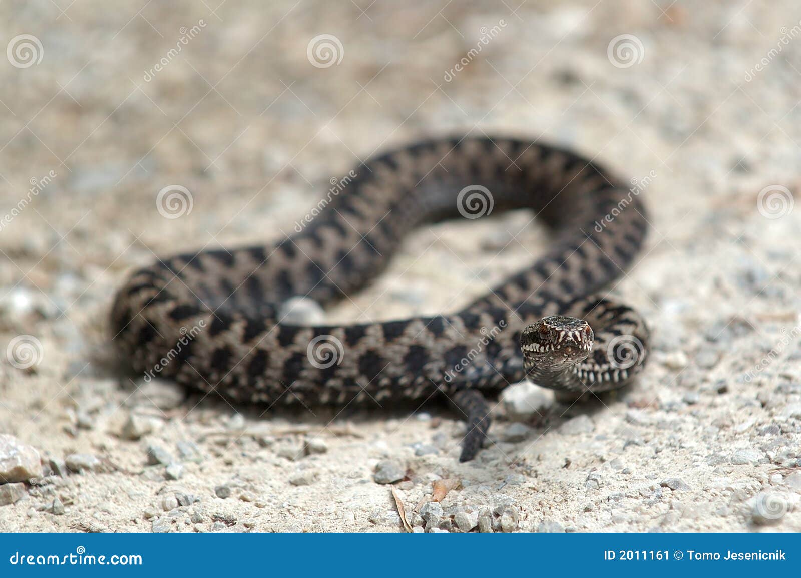 Poisonous viper snake stock image. Image of attack, speed - 2011161