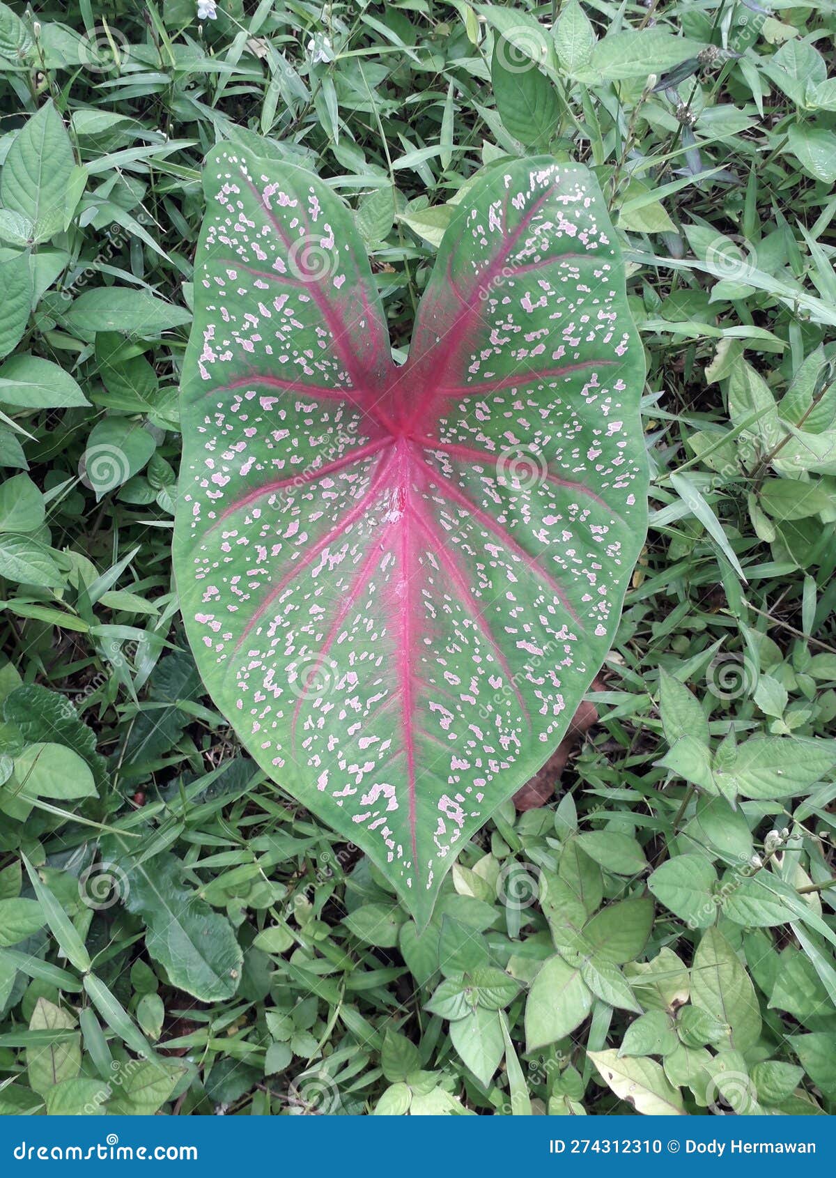 Poisonous Wild Taro that Grows in the Forest Stock Photo - Image of ...